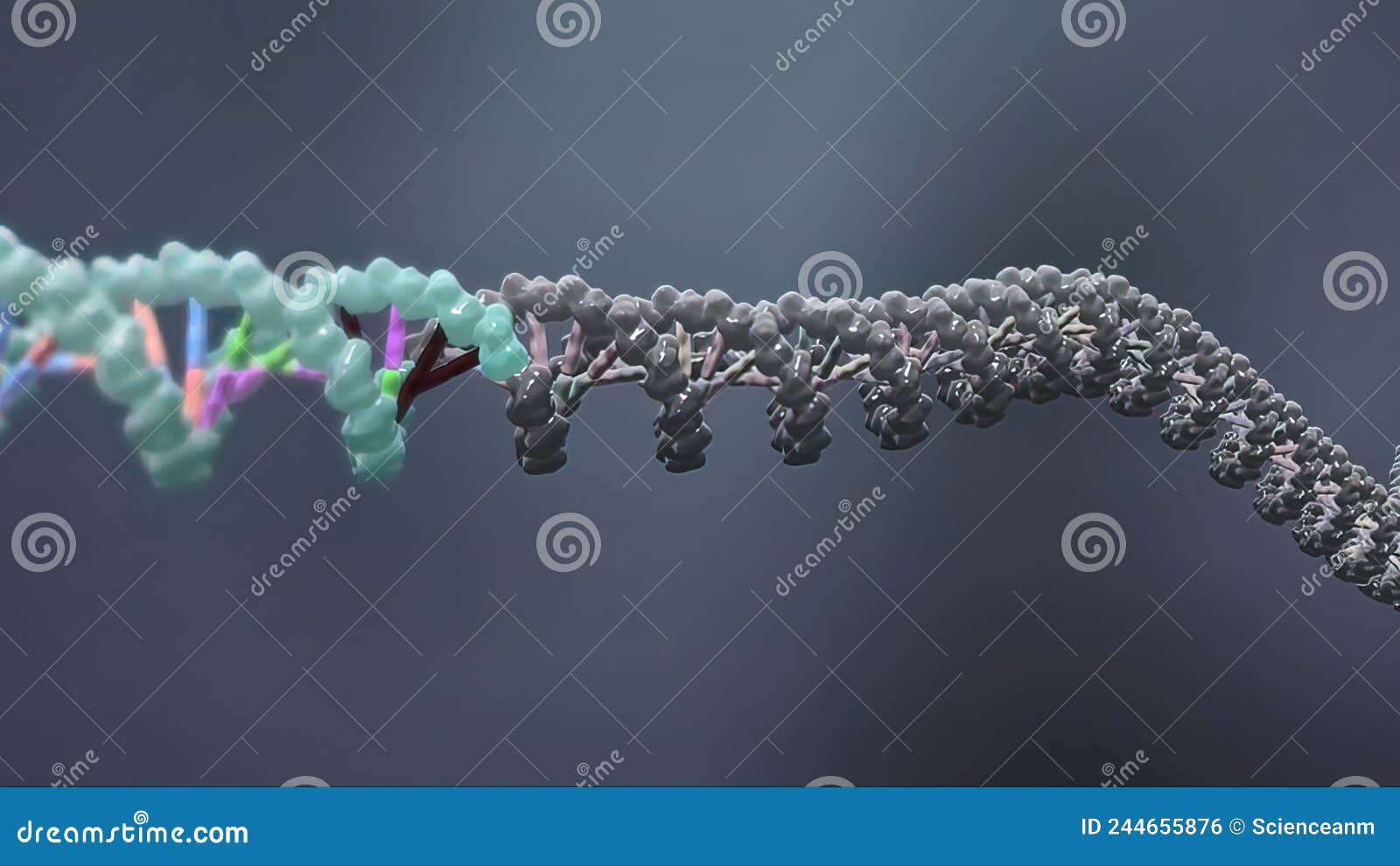 The Genetic Structure of 3D Animated DNA Stock Illustration ...