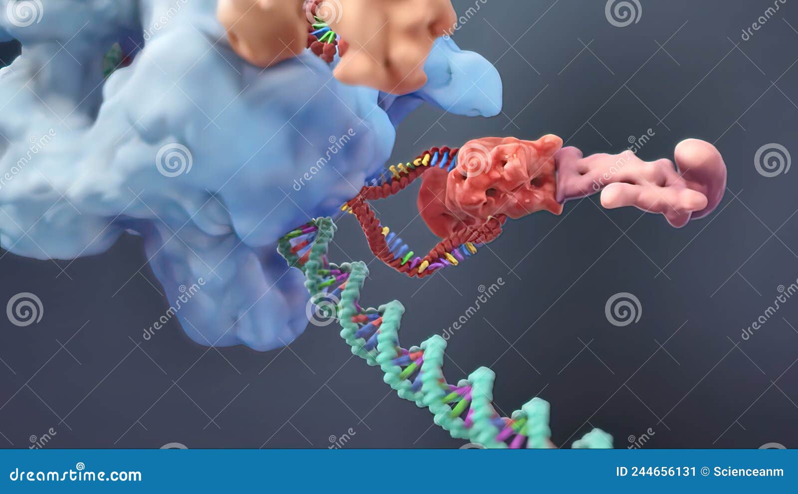 The Genetic Structure of 3D Animated DNA Stock Illustration ...
