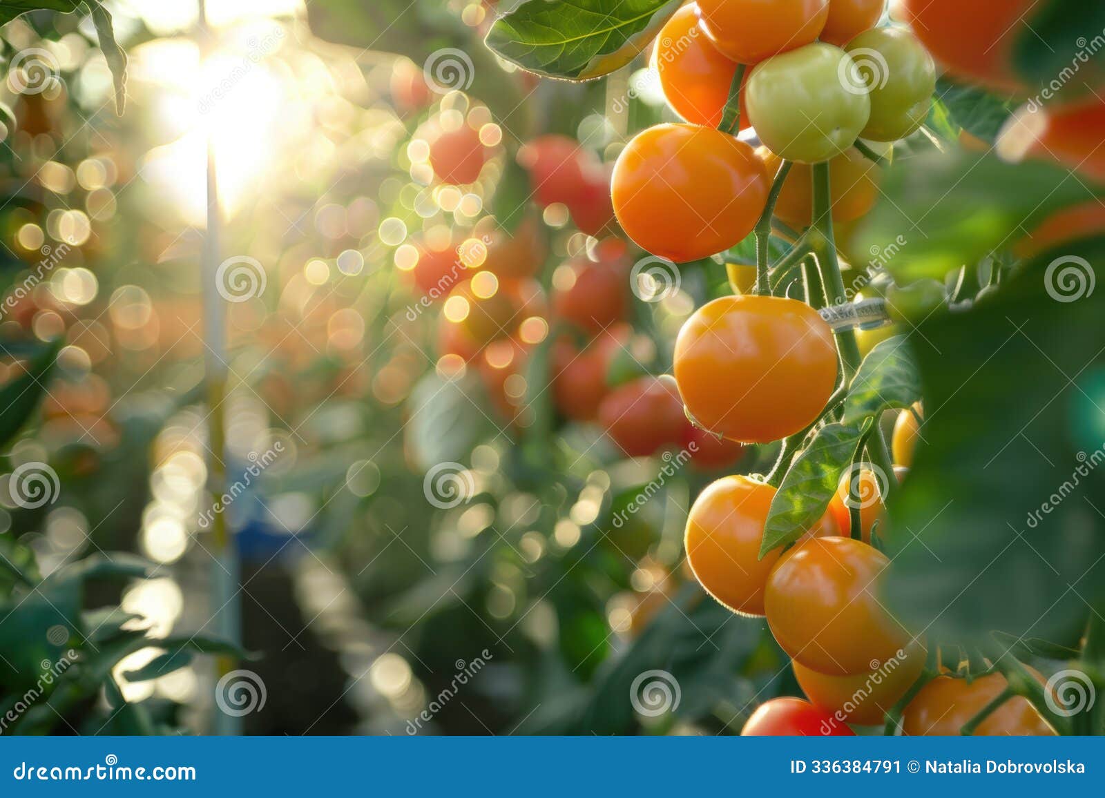 Genetically Engineered Organisms with Advanced DNA Editing in a ...