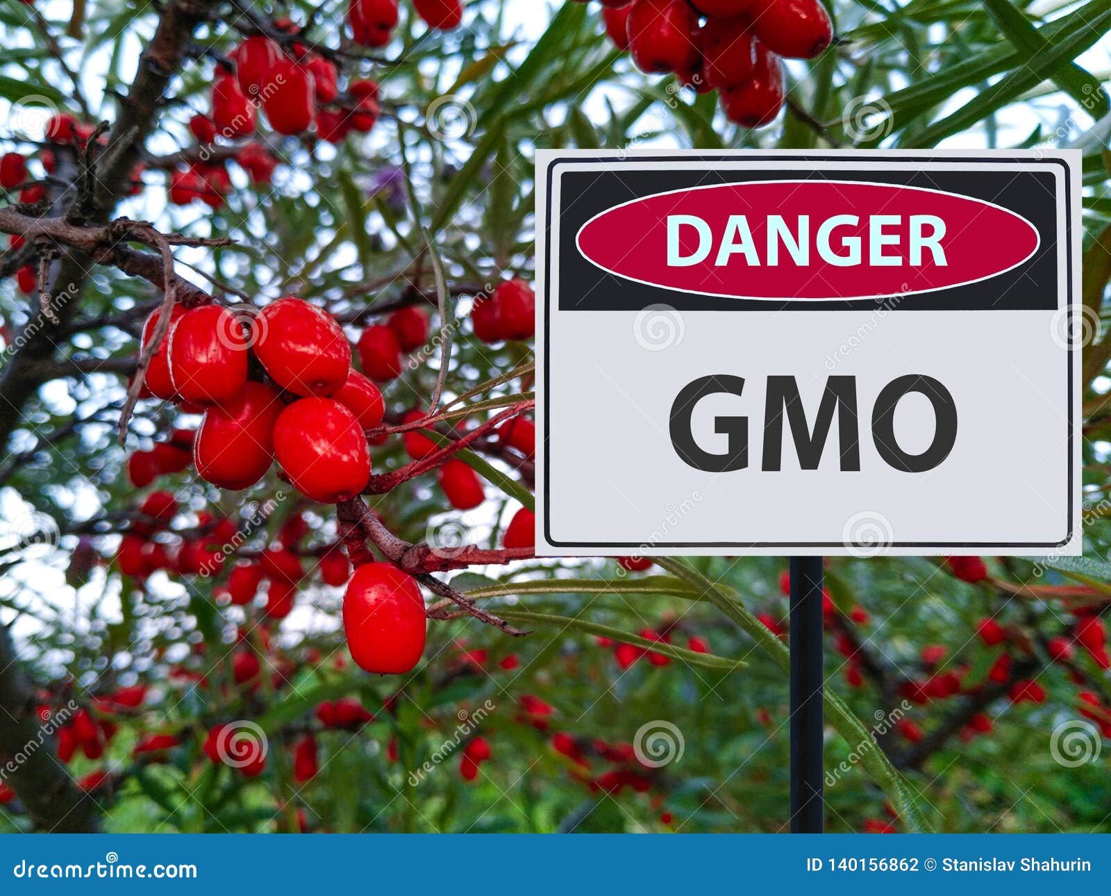 Genetically Modified Berries and a Sign of the Danger of GMOs Stock ...
