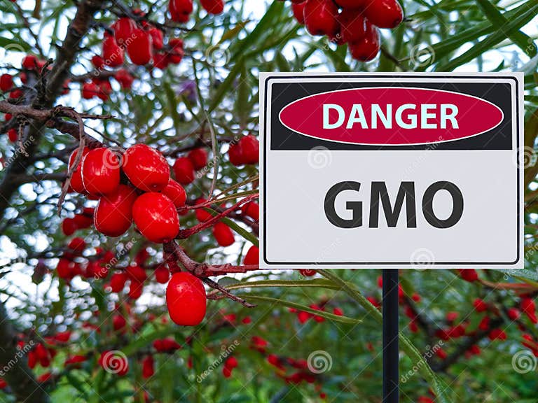 Genetically Modified Berries and a Sign of the Danger of GMOs Stock ...