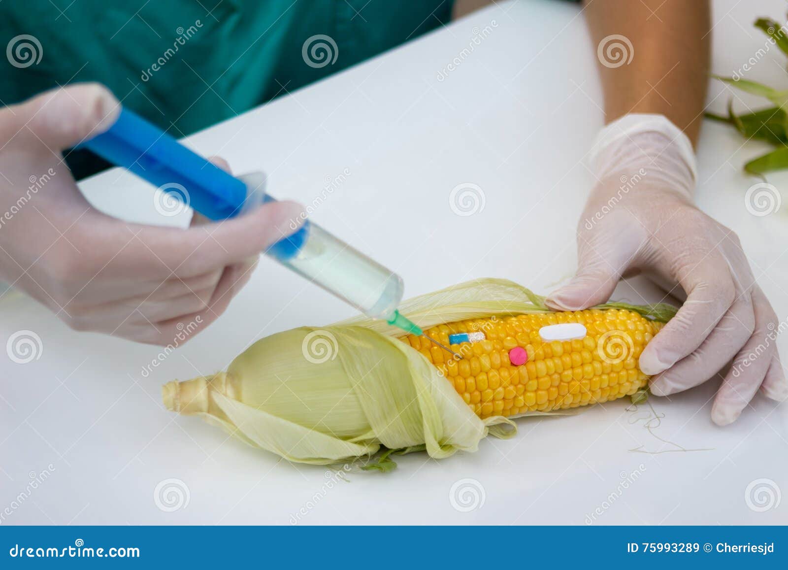 Genetically Modified Corn Development Stock Image - Image of ...