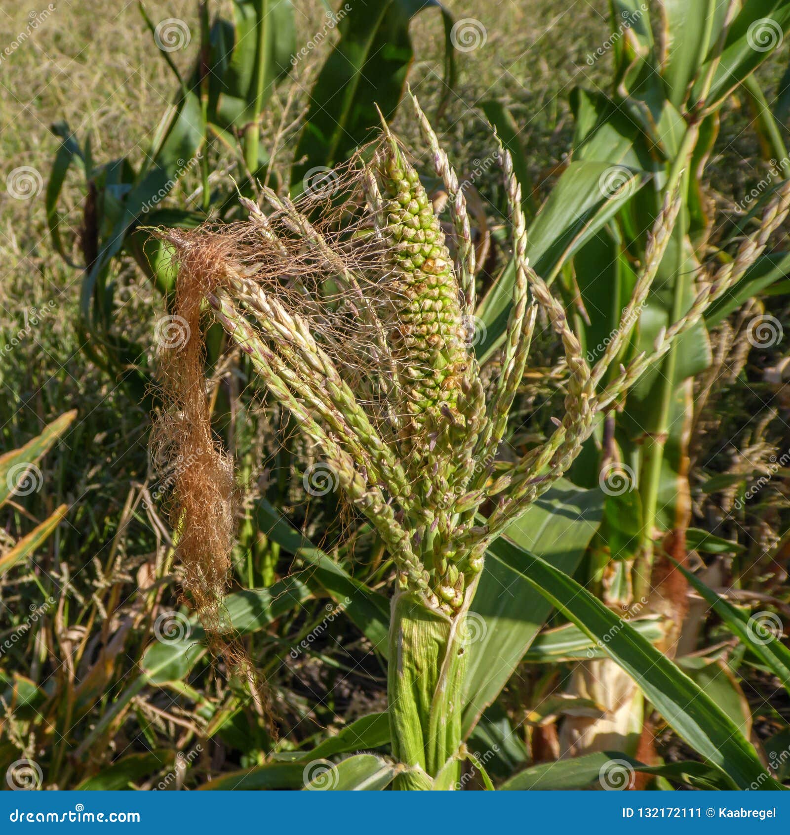 Genetically Modified Corn Plants, Mutation of Corn. Male Bloom Wearing ...
