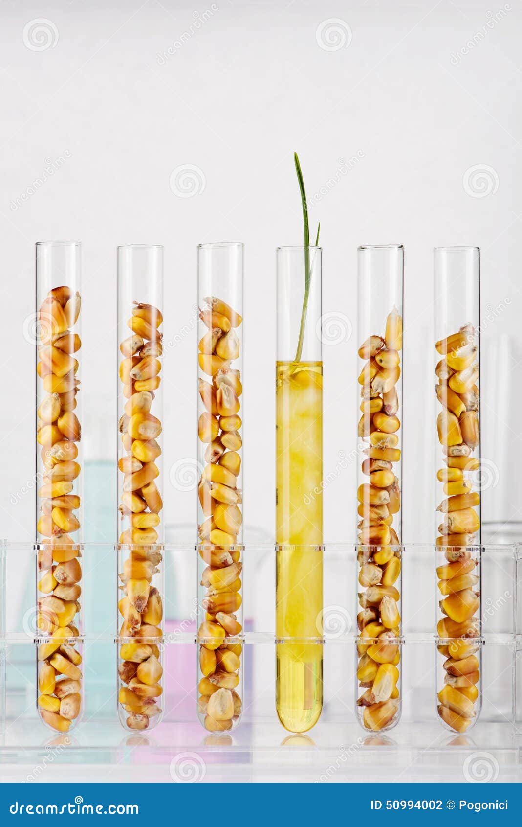 Genetically modified corn stock photo. Image of container - 50994002