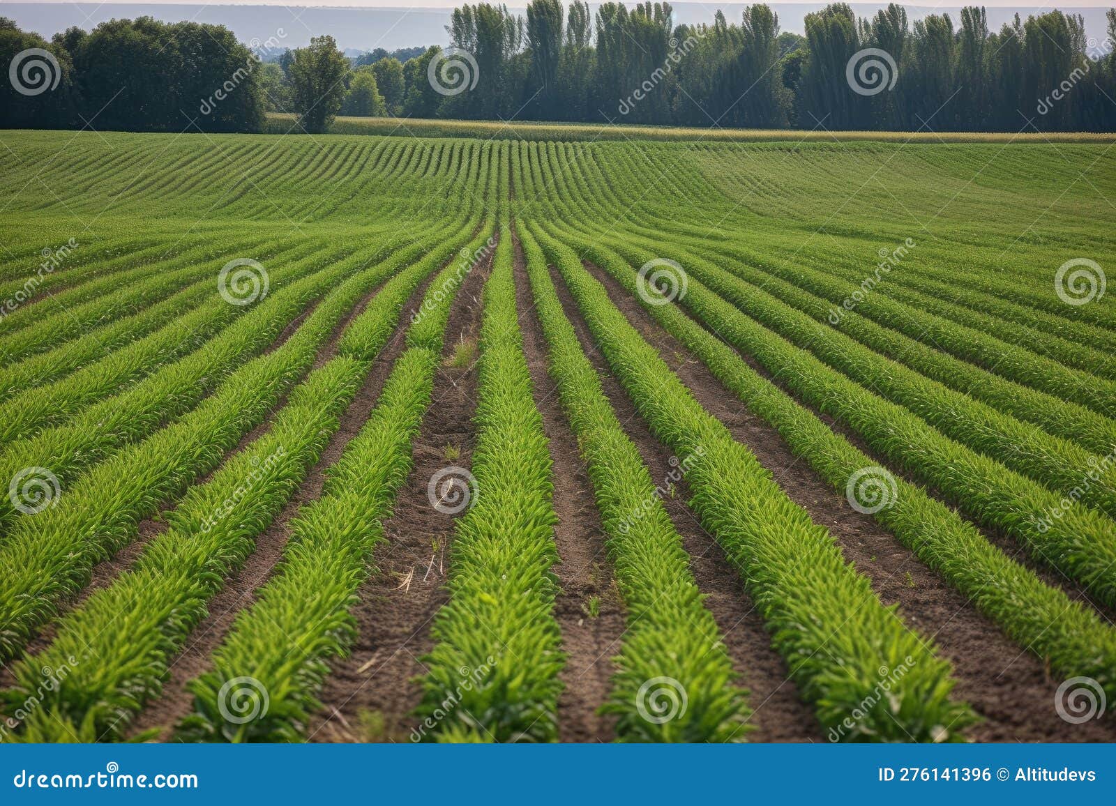 Genetically Modified Crop Field, with Rows of Crops in Various Stages ...