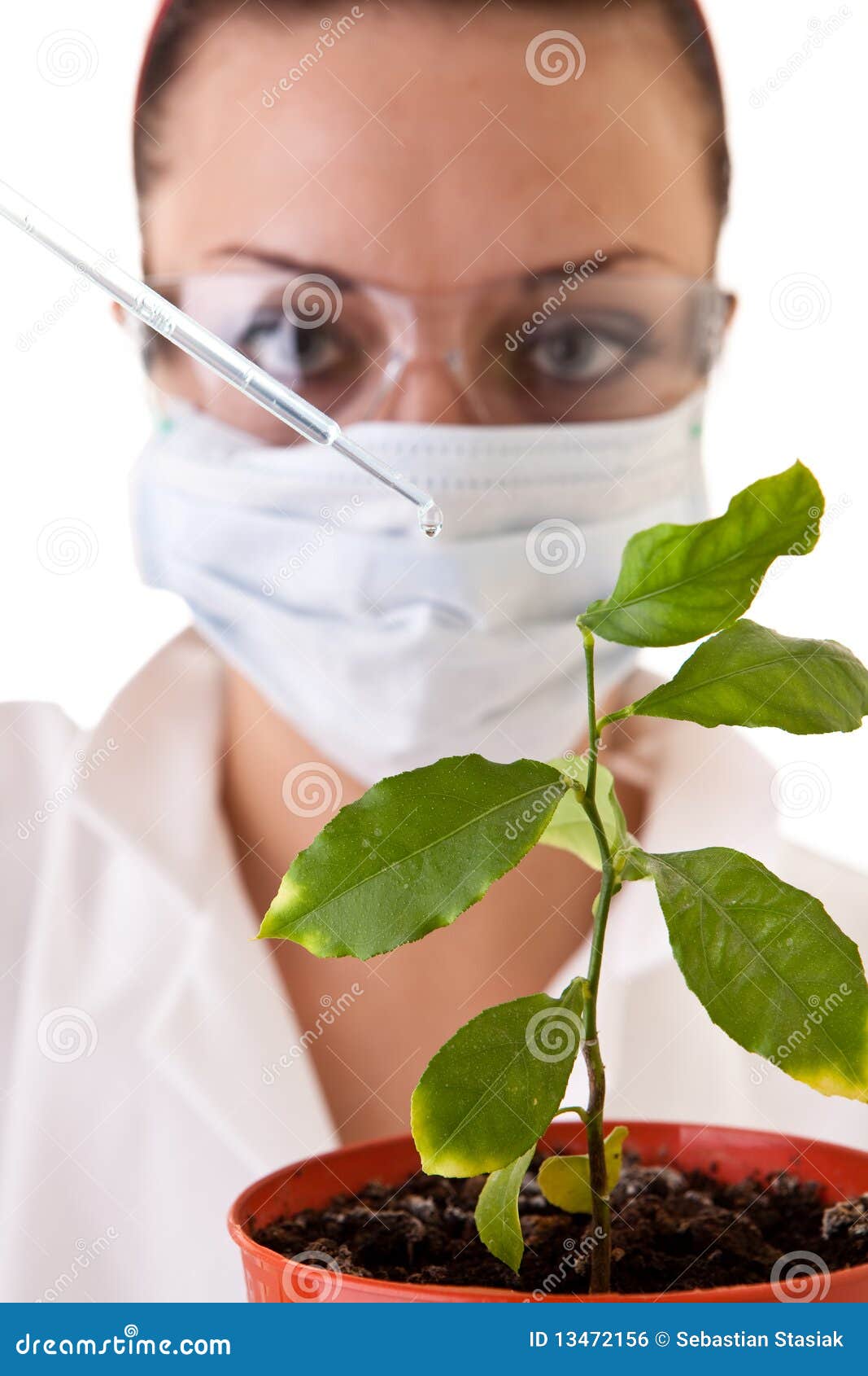 Genetically Modified Organism Stock Photo - Image of biotechnologist ...