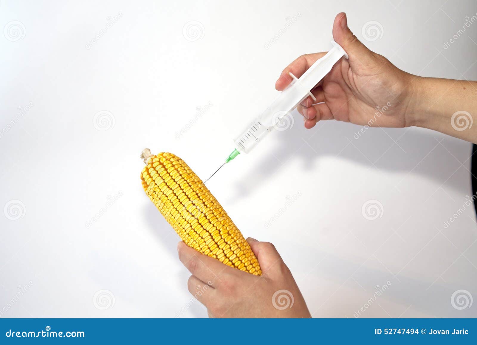 Genetically Modified Organism - Corn Stock Photo - Image of corn ...