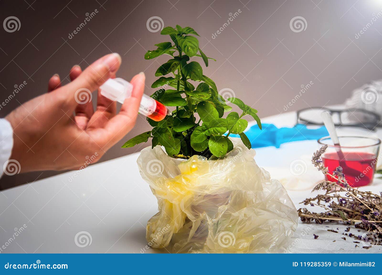 Researcher with GMO Plants in the Laboratory Stock Image - Image of ...