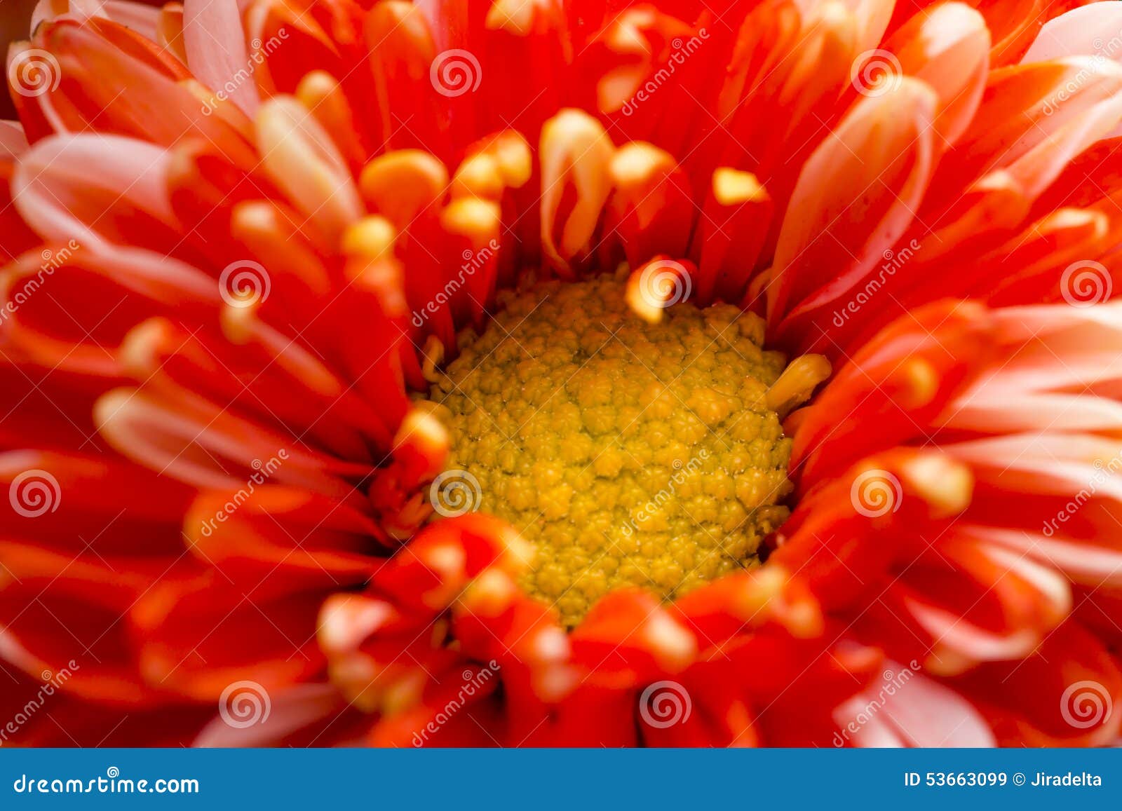 Genetically Modified Organisms Flower Stock Photos - Free & Royalty ...