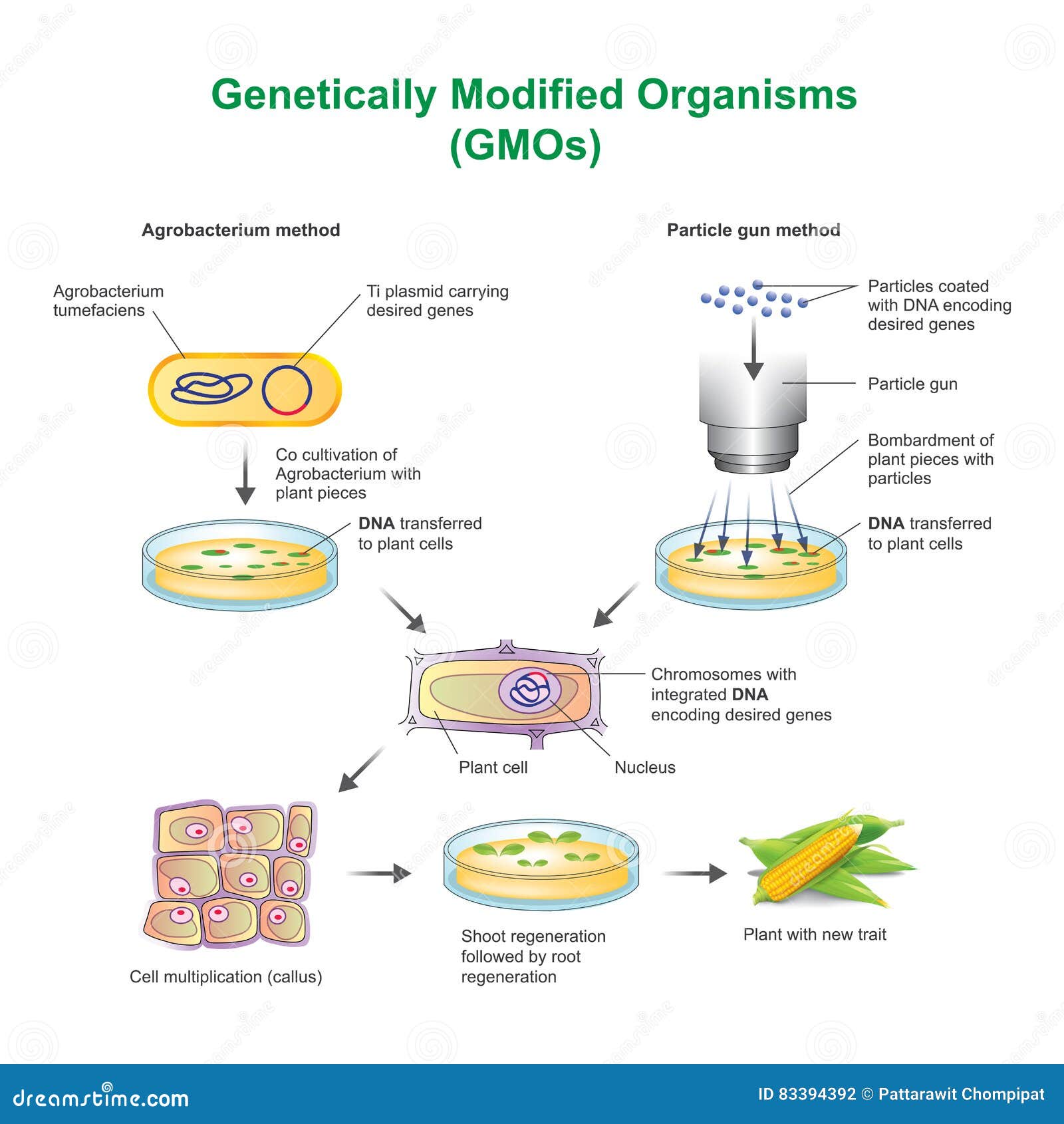 Genetically Modified Organisms GMOs Stock Photography | CartoonDealer ... Genetically Modified Organisms GMOs Stock Photography | CartoonDealer ...