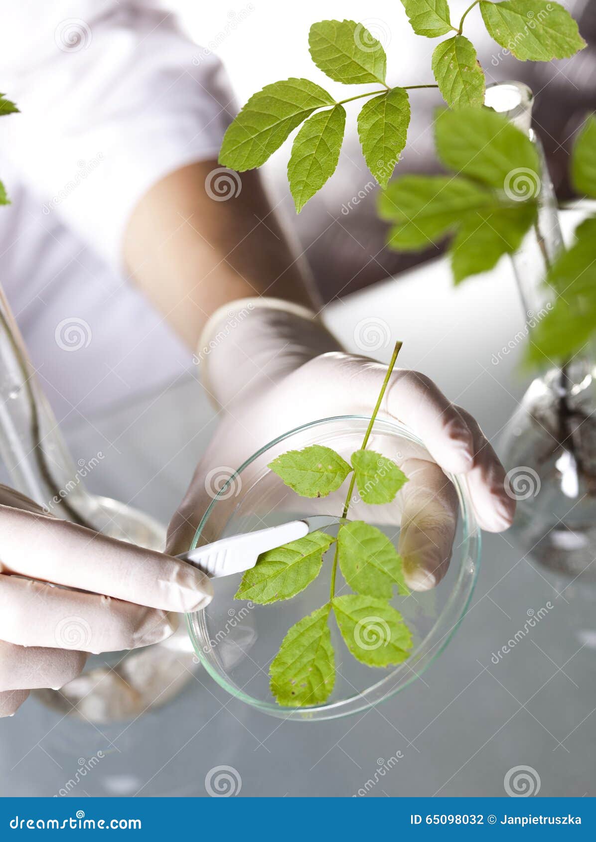 Genetically modified plant stock photo. Image of liquid - 65098032