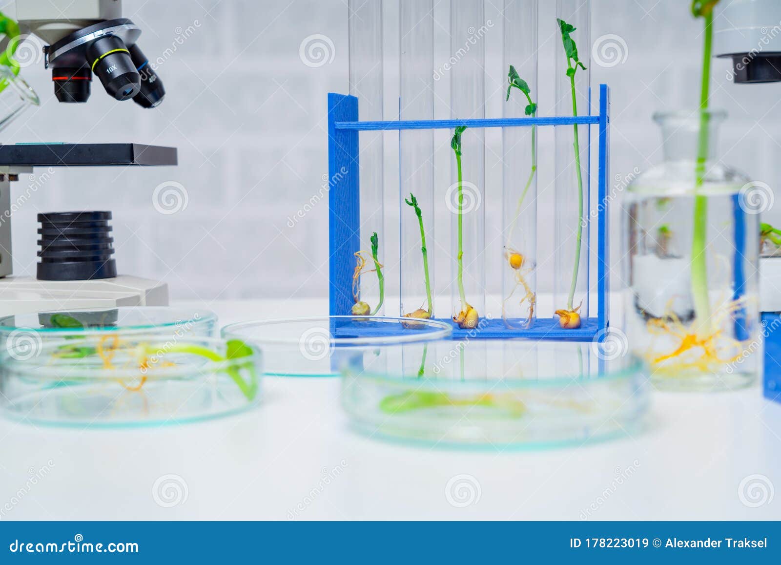 Genetically Modified Plant Tested .Ecology Laboratory Exploring New ...