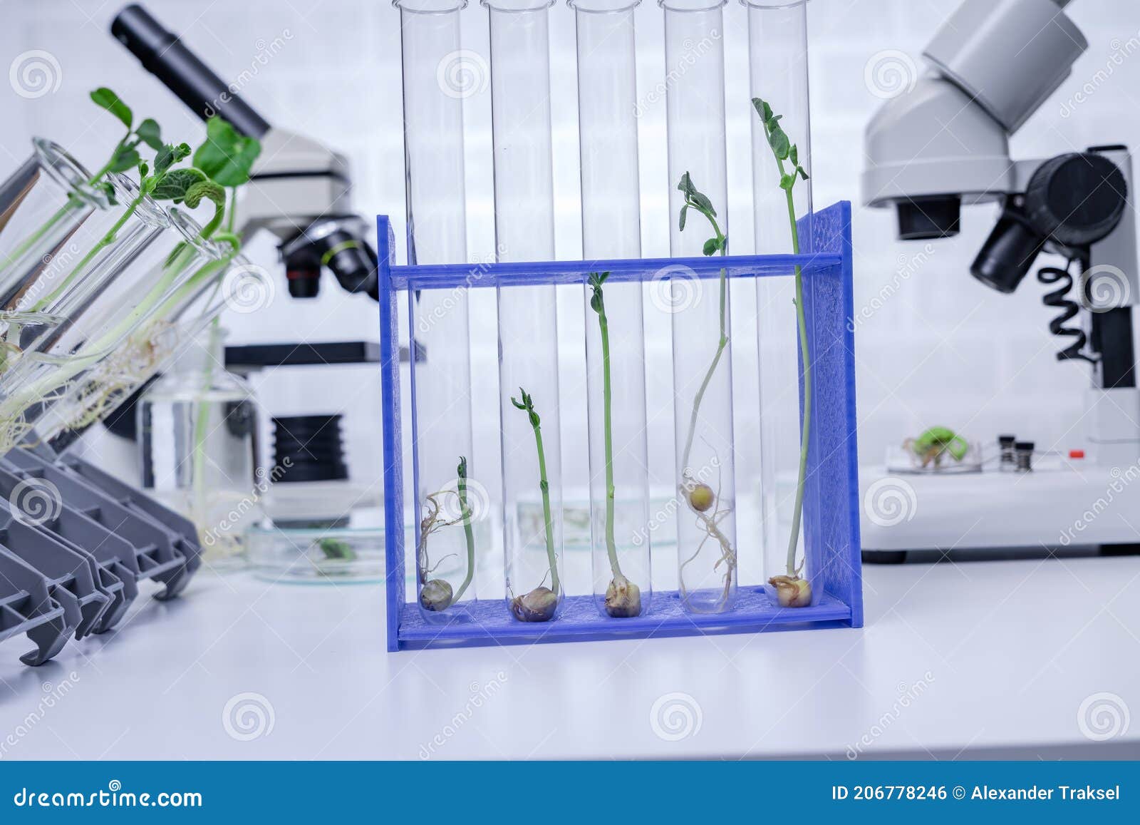 Genetically Modified Plant Tested .Ecology Laboratory Exploring New ...