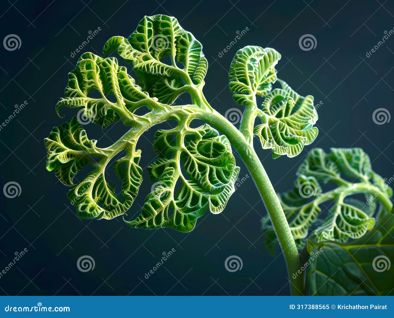 Genetically Modified Plants and DNA from Biological Scientists. the ...