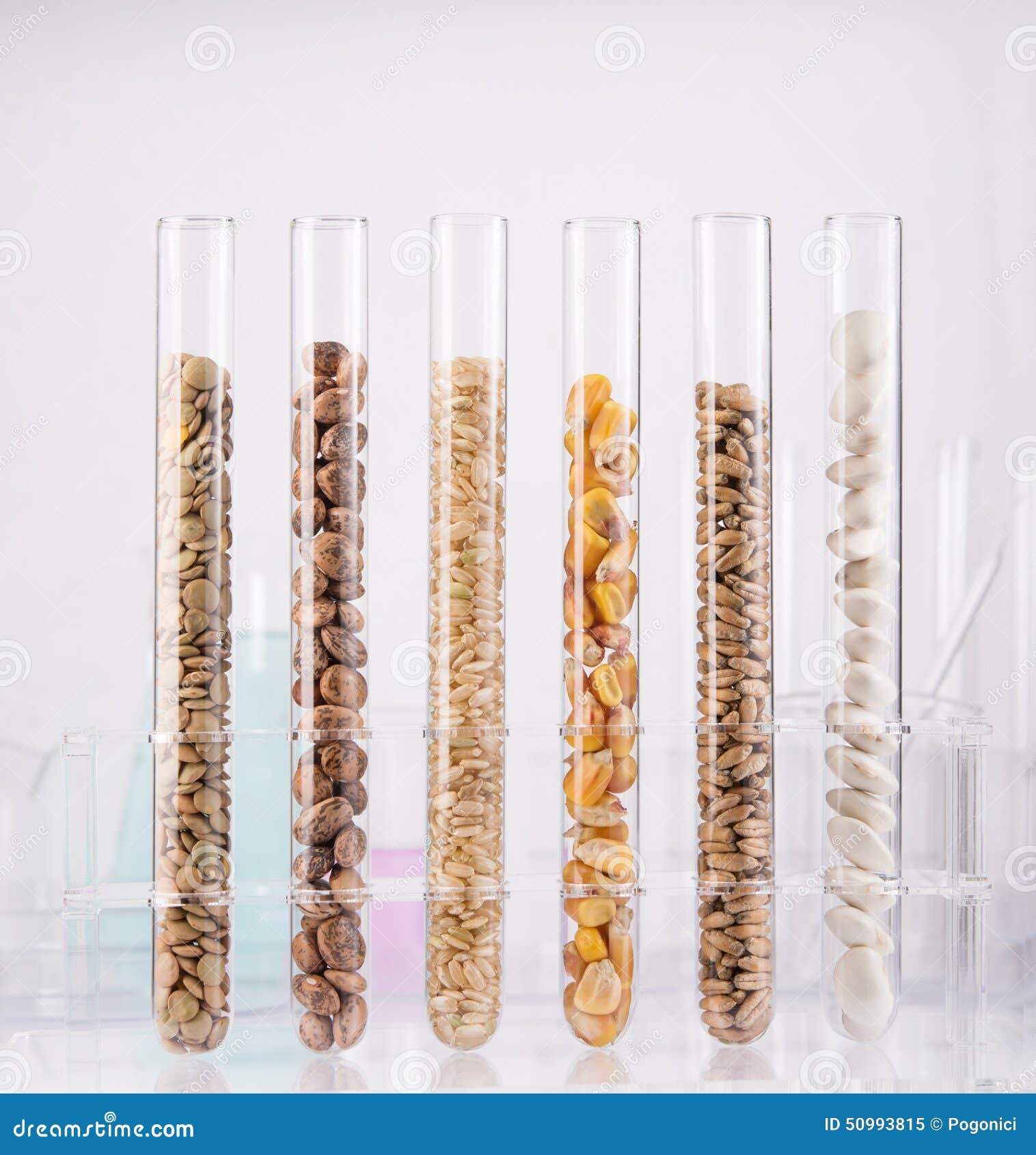 Genetically modified seeds stock image. Image of food - 50993815