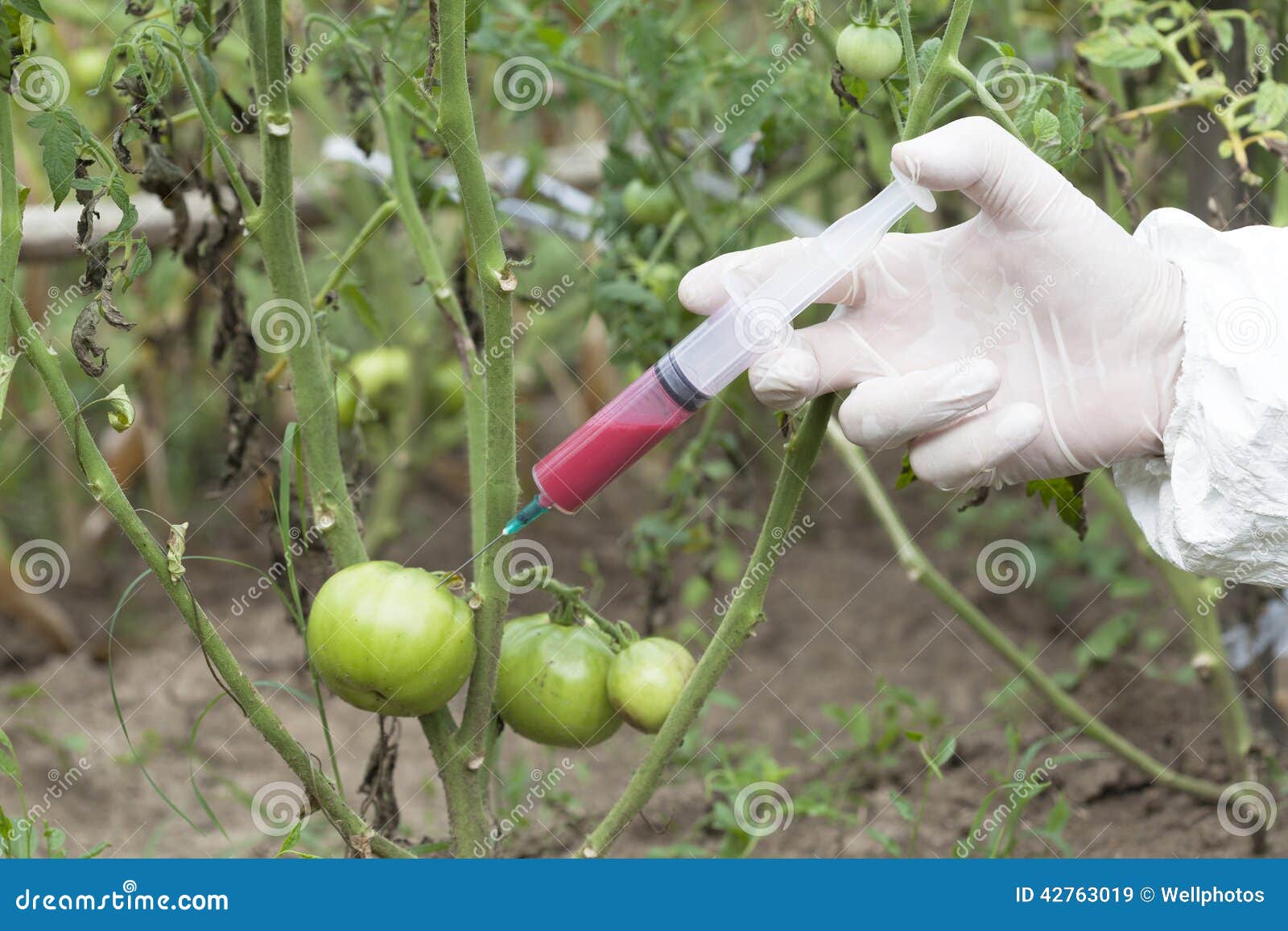 Genetically Modified Vegetable Stock Image - Image of gmos ...