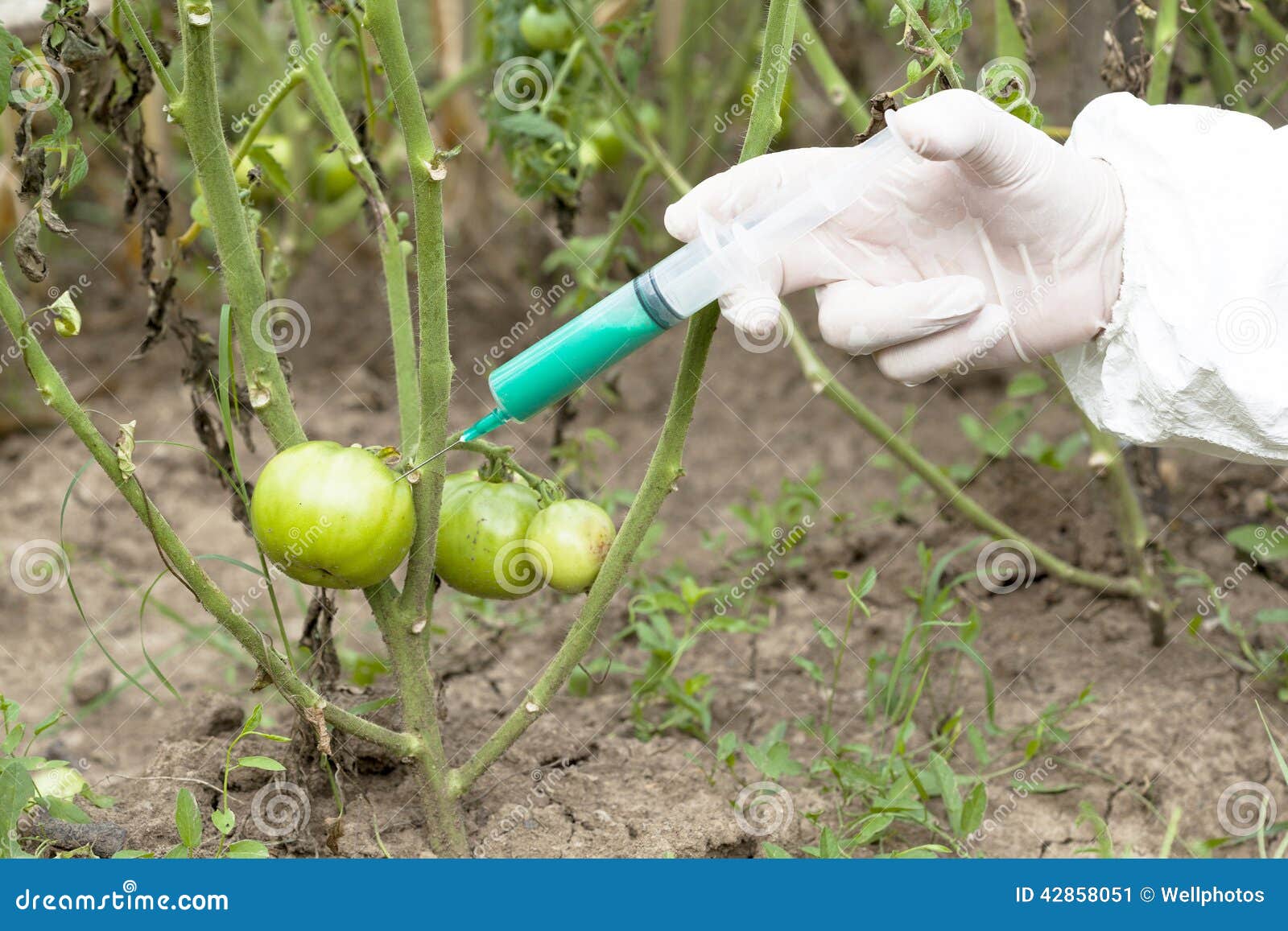 Genetically Modified Vegetable Stock Image - Image of gloves ...
