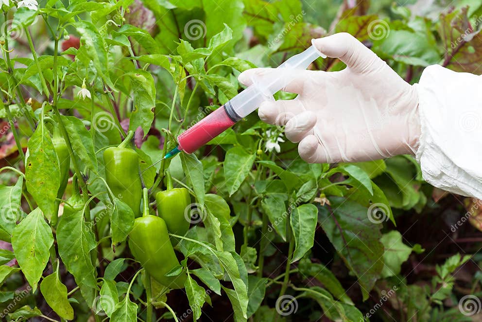 Genetically Modified Vegetable Stock Photo - Image of health, pharmacy ...