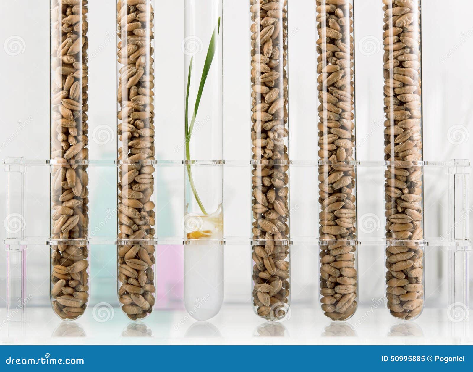 Genetically modified wheat stock image. Image of food - 50995885