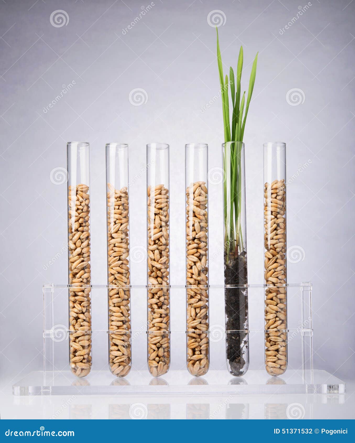 Genetically modified wheat stock photo. Image of innovation - 51371532