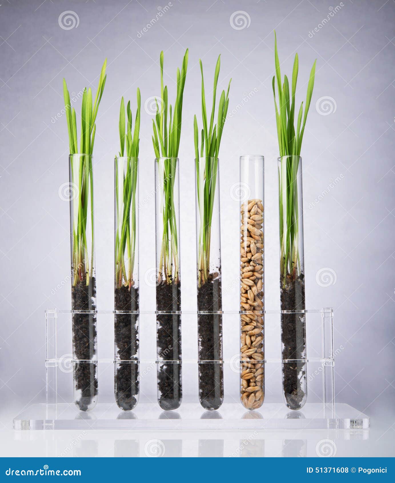 Genetically modified wheat stock photo. Image of change - 51371608