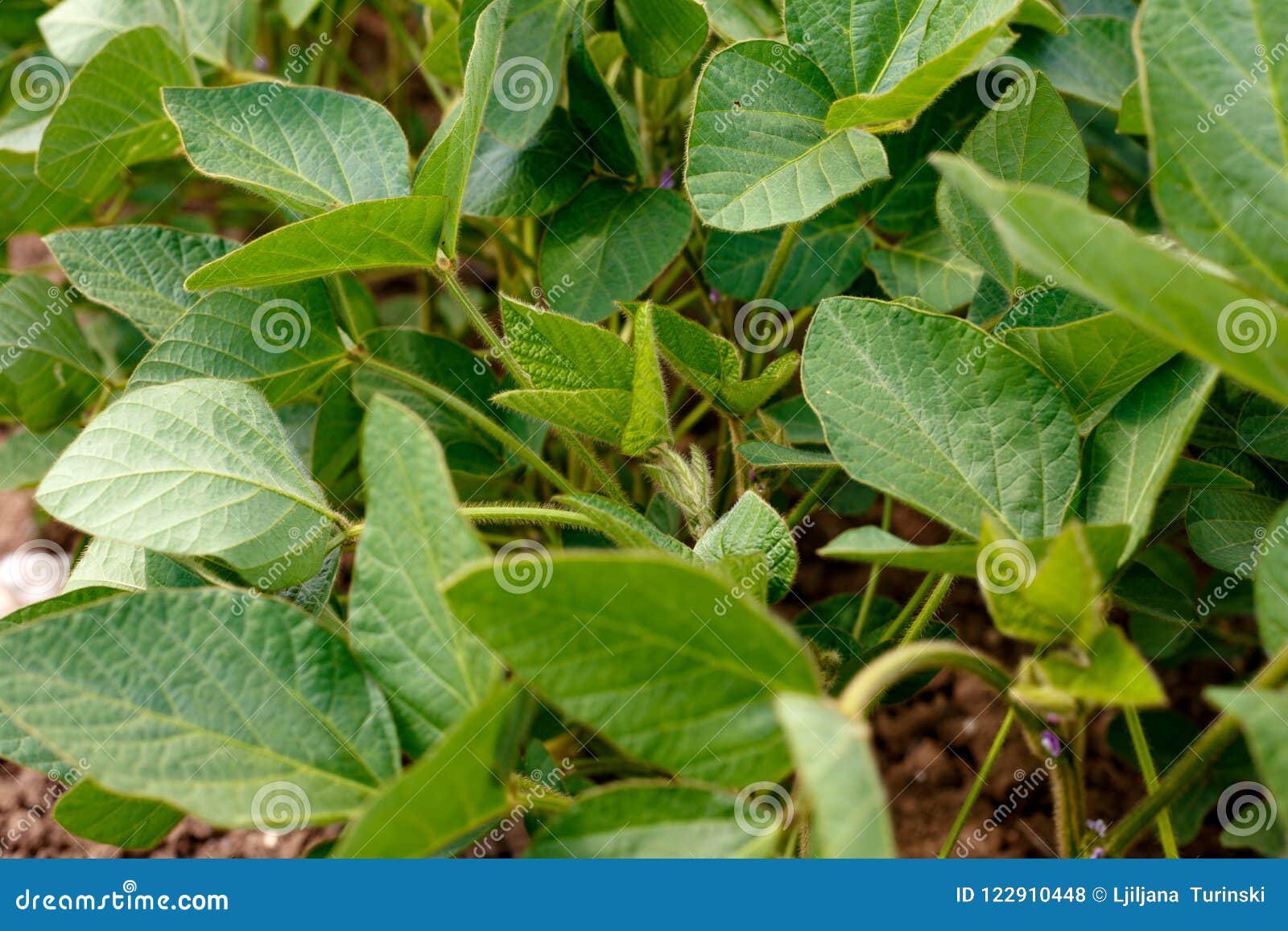 Genetically Modified Soybean in the Field or GMO Soybean Close U Stock ...