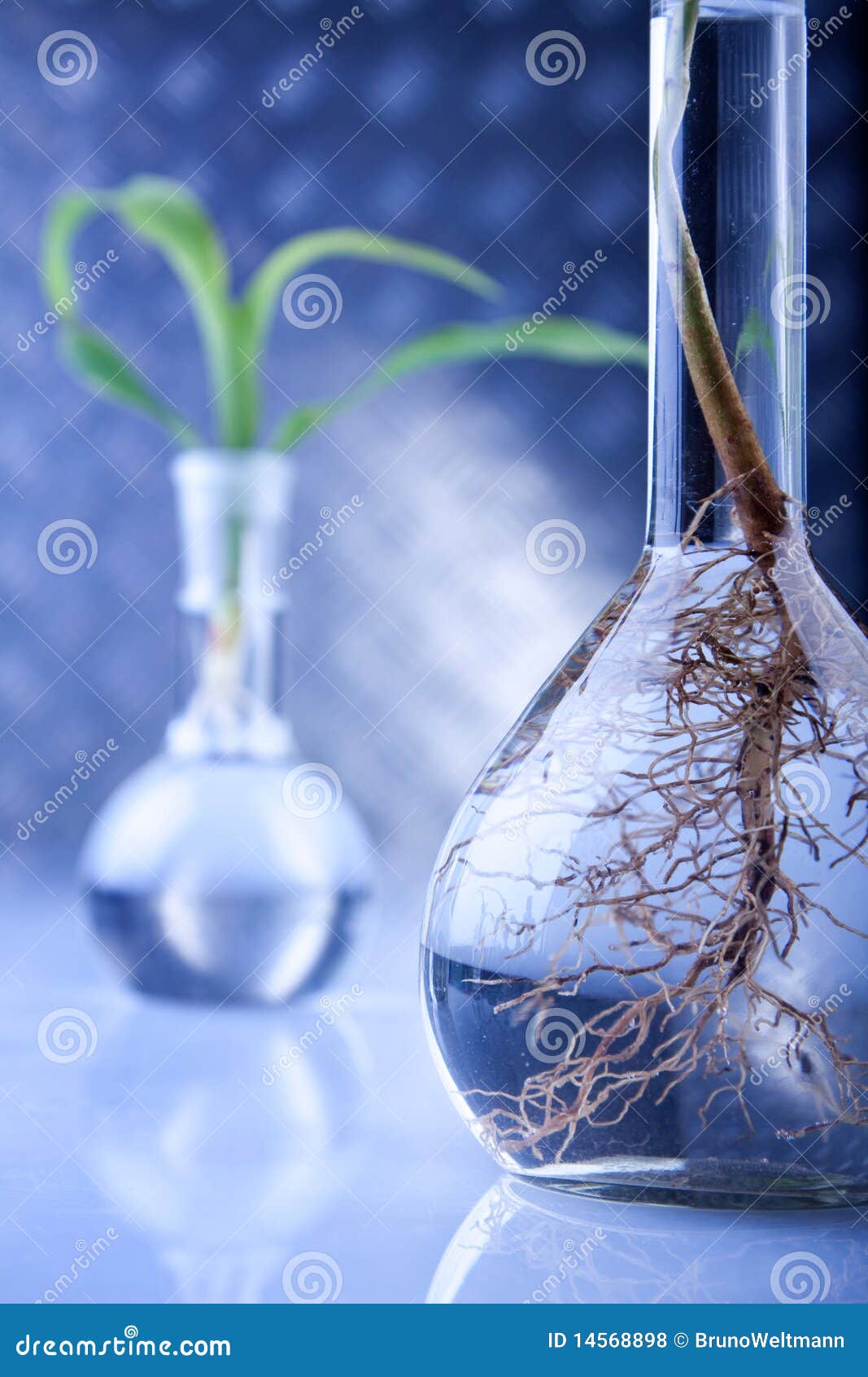 Genetico Modifichi Le Piante Fotografia Stock - Immagine di foglio ...