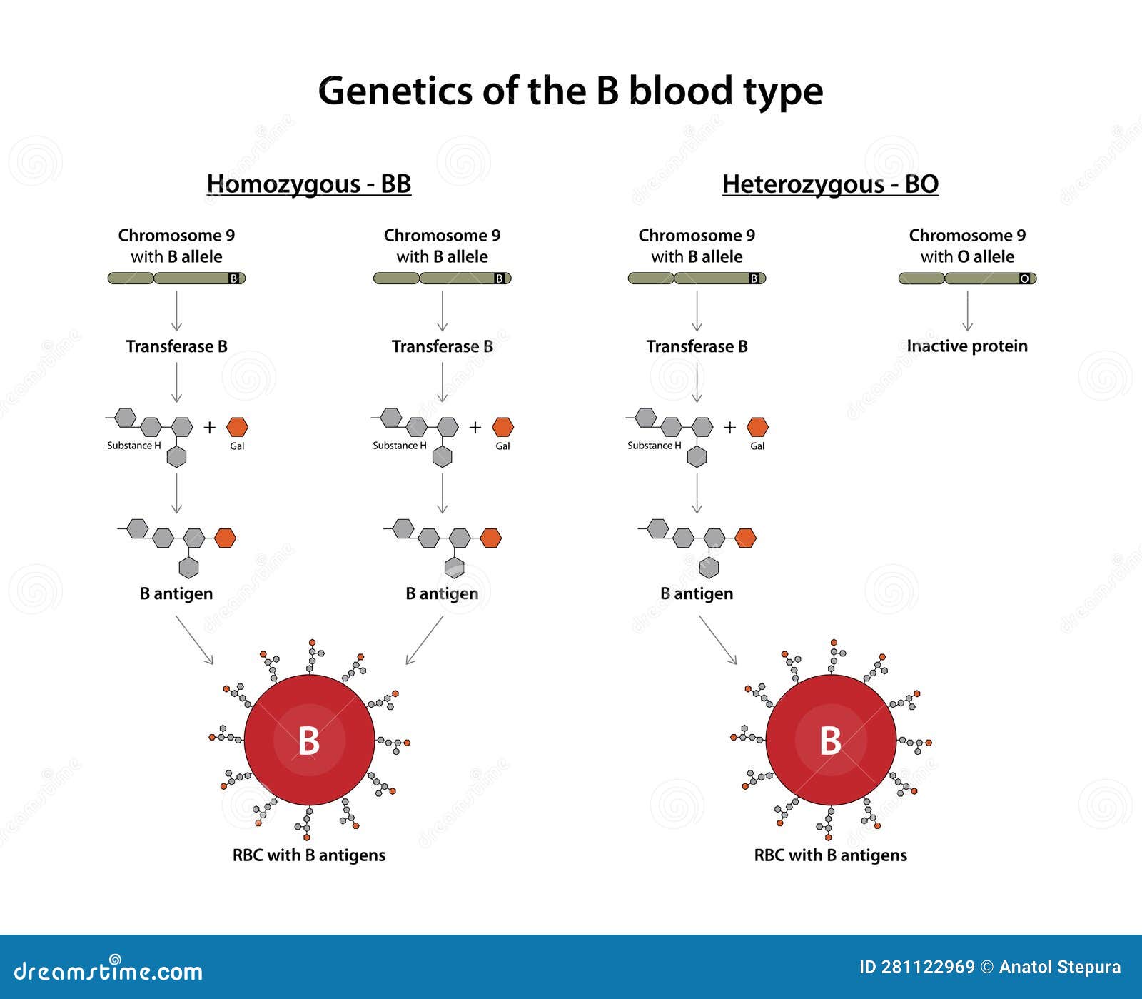 Genetics of the B Blood Type Stock Vector - Illustration of blood ...