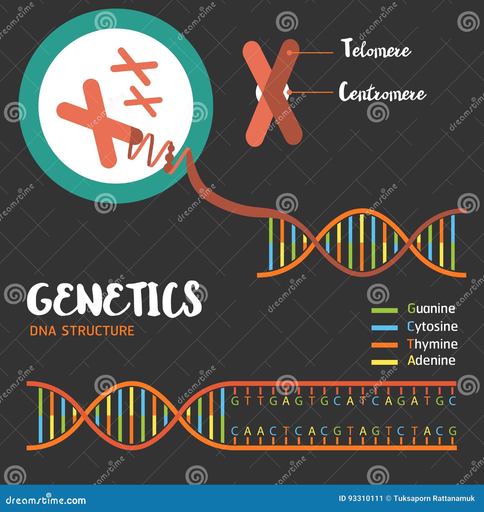 Genetics DNA structure stock vector. Illustration of graphic - 93310111