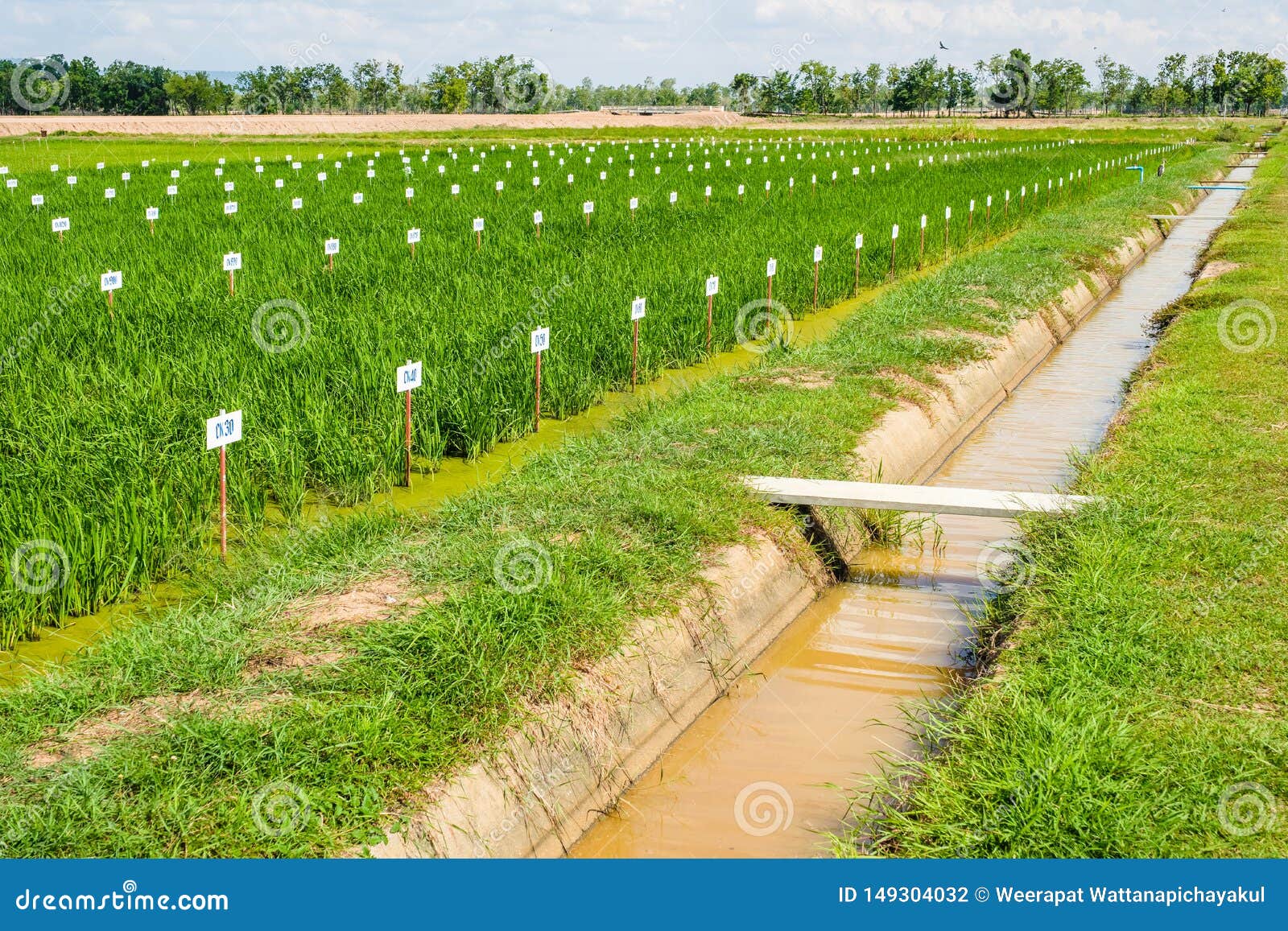 Genetics Rice Test Farm stock photo. Image of plantation - 149304032