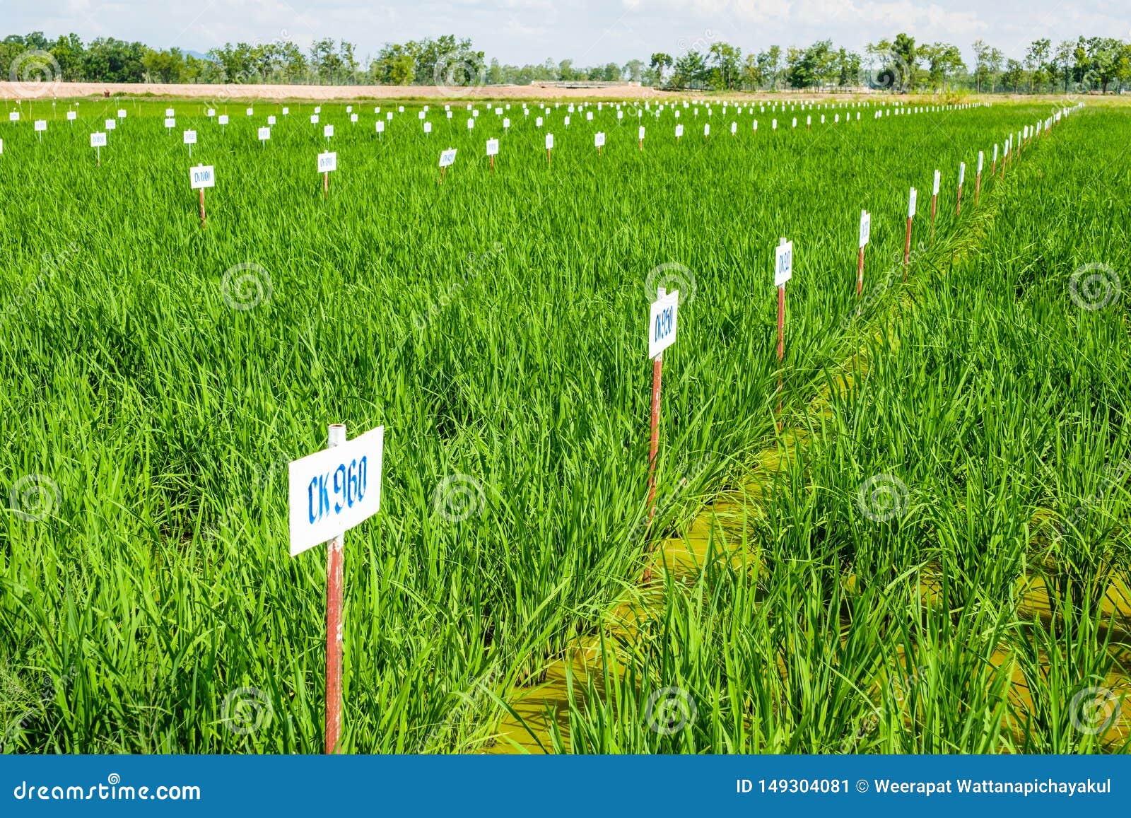 Genetics Rice Test Farm stock image. Image of farm, experimental ...