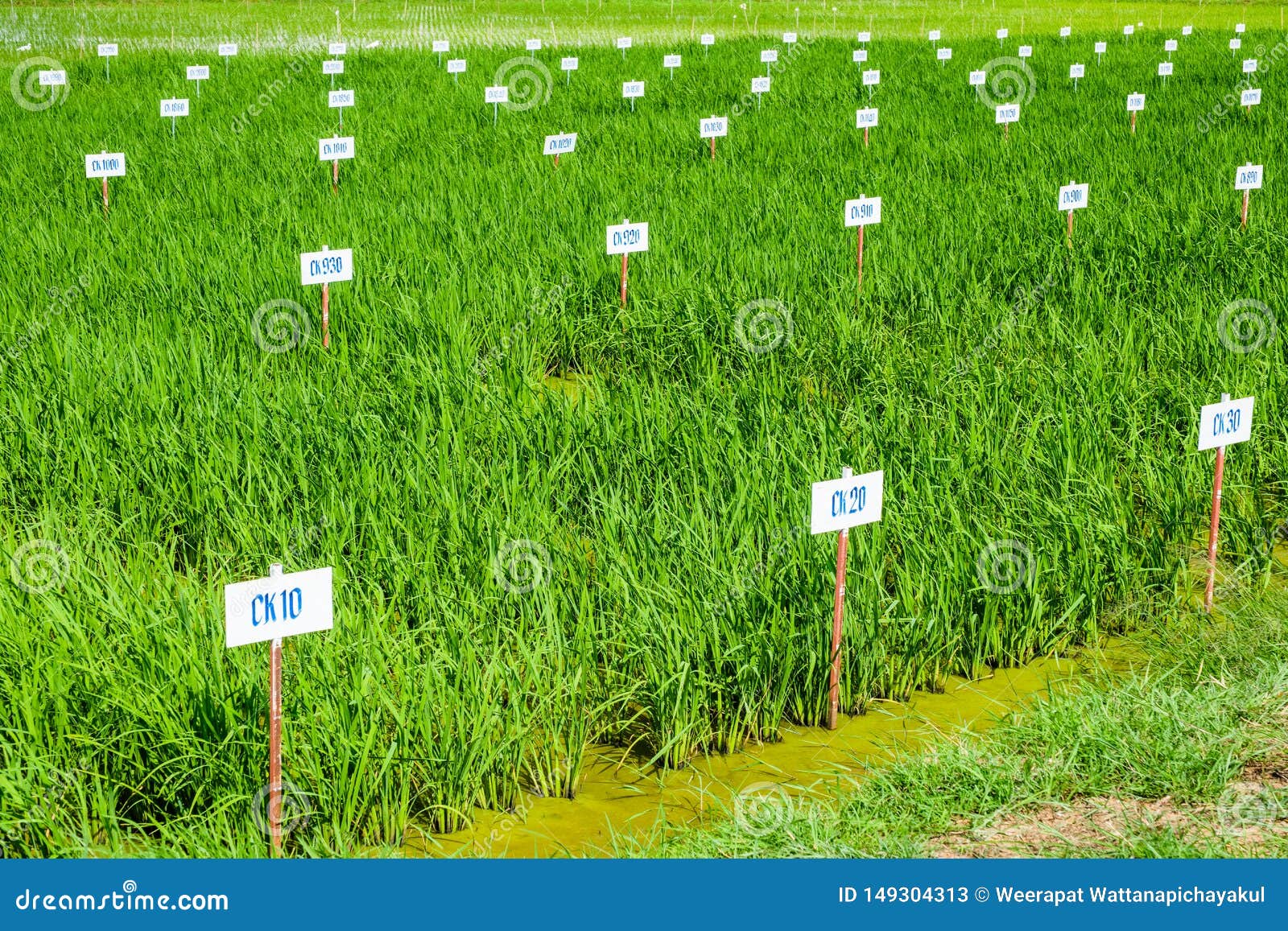 Genetics Rice Test Farm stock image. Image of grow, nature - 149304313