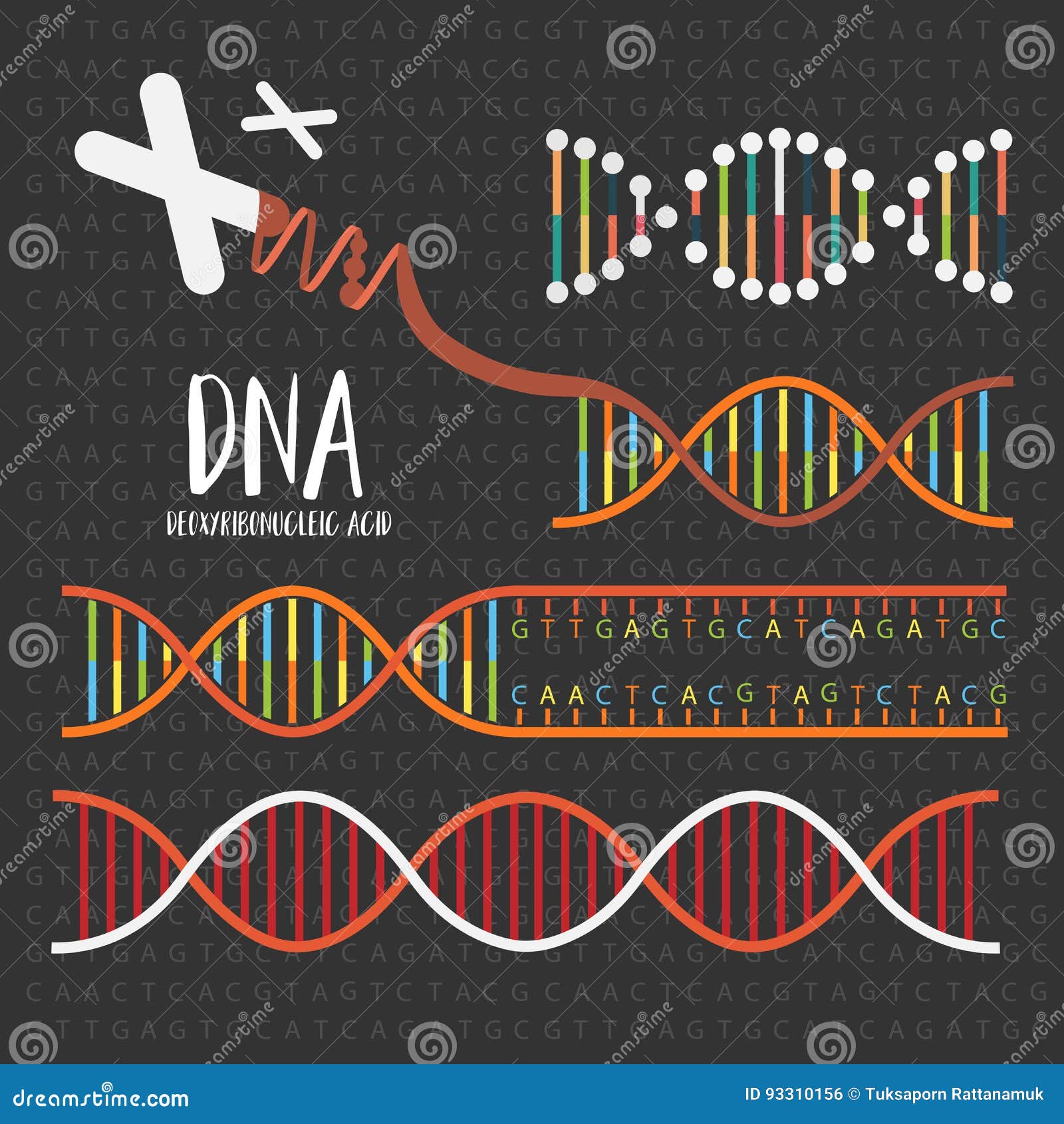 Genetik DNA-Struktur vektor abbildung. Illustration von wissenschaft ...