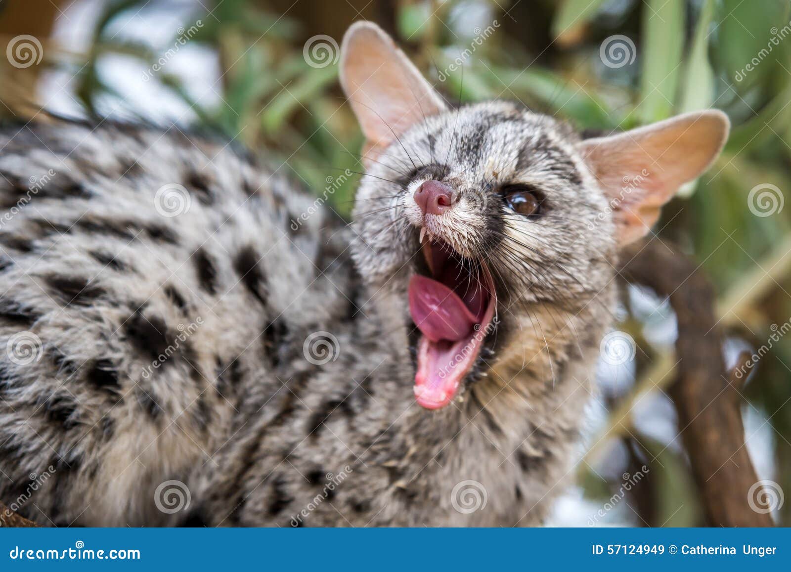 Genetkat stock afbeelding. Image of safari, wild, savanne - 57124949