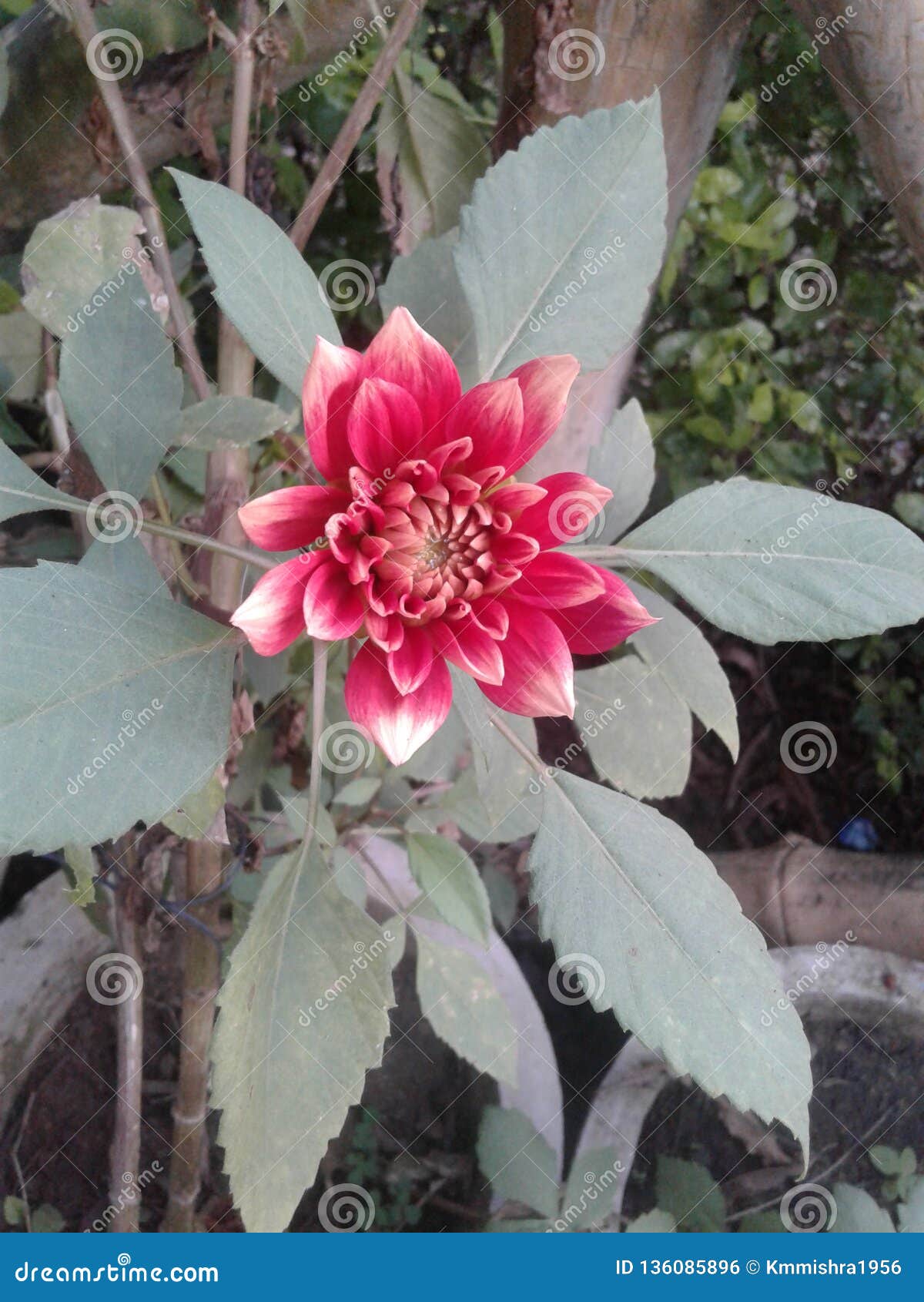 Genia flowers stock photo. Image of genia, flowers, leafs - 136085896