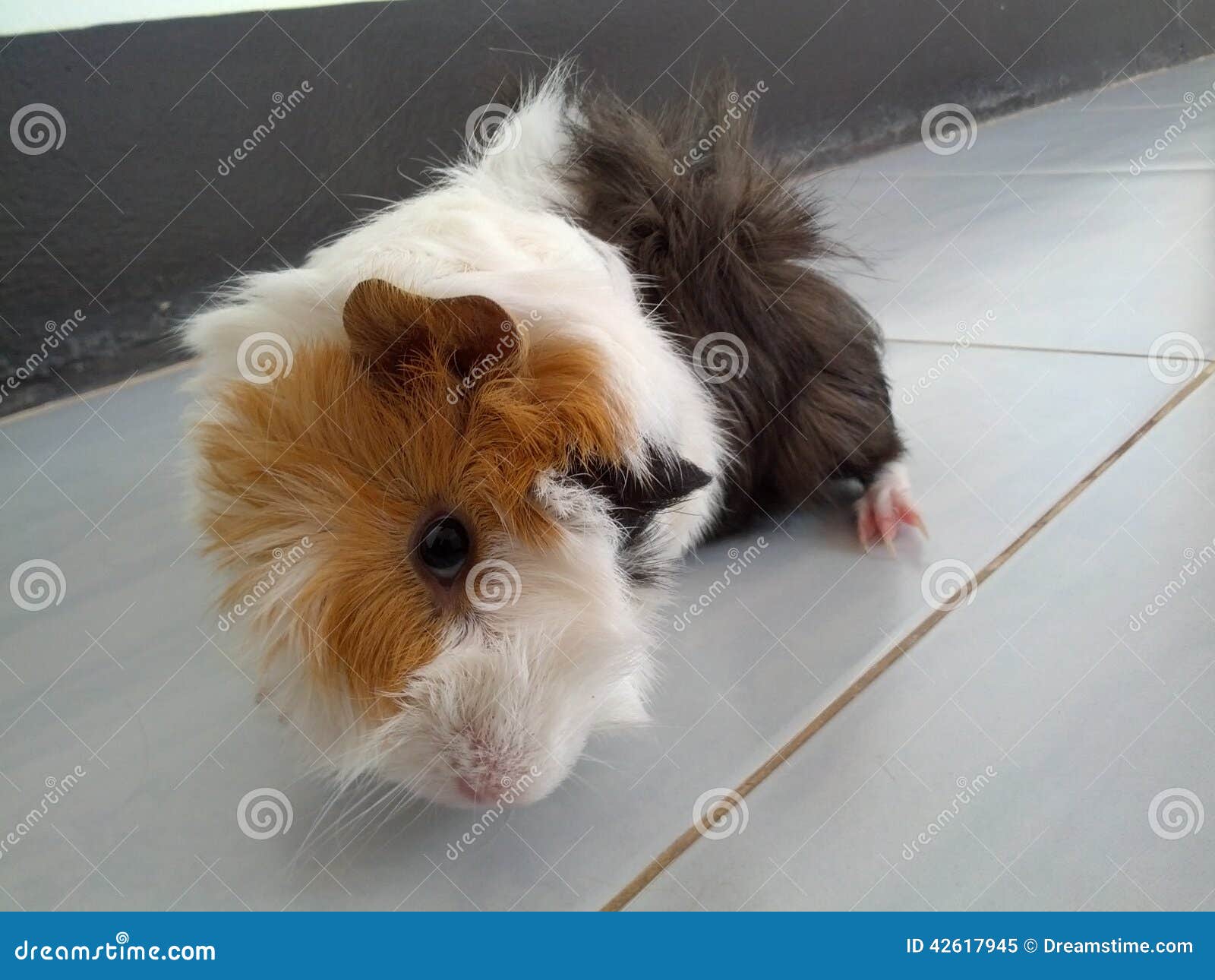 Genie pig funny stock image. Image of looking, genie - 42617945