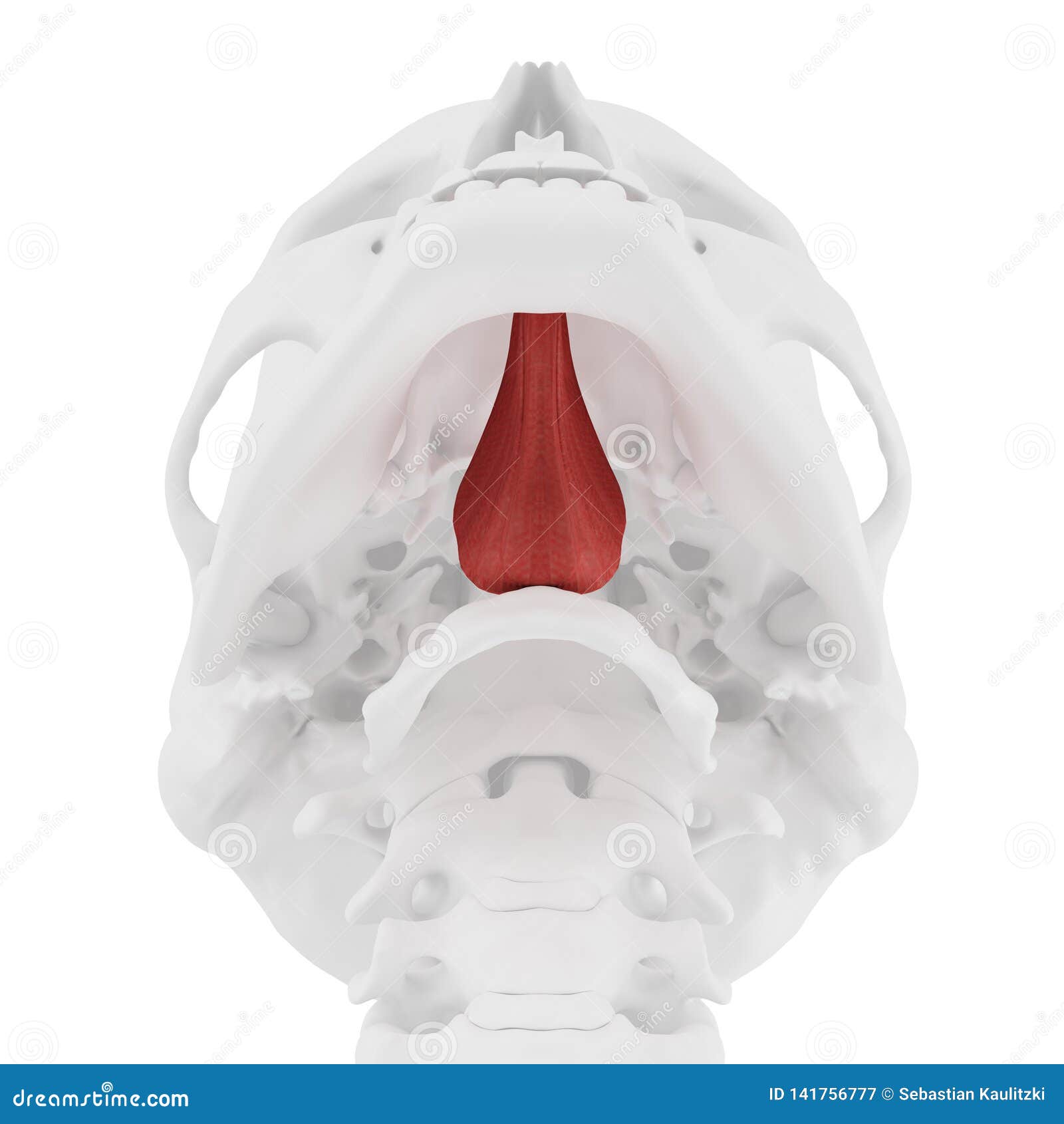 The Genioglossus stock illustration. Illustration of muscular - 141756777