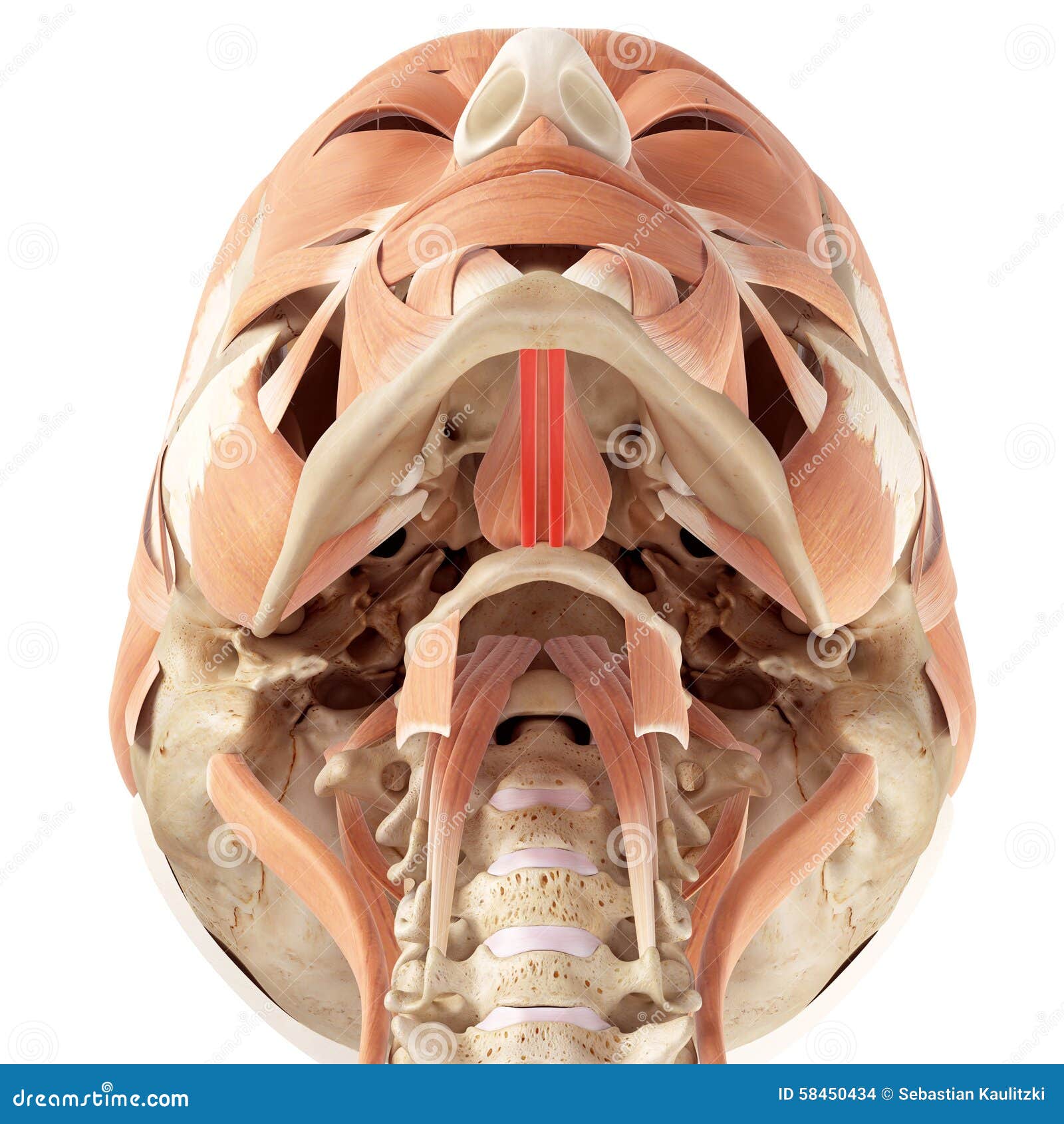 Geniohyoid Muscle