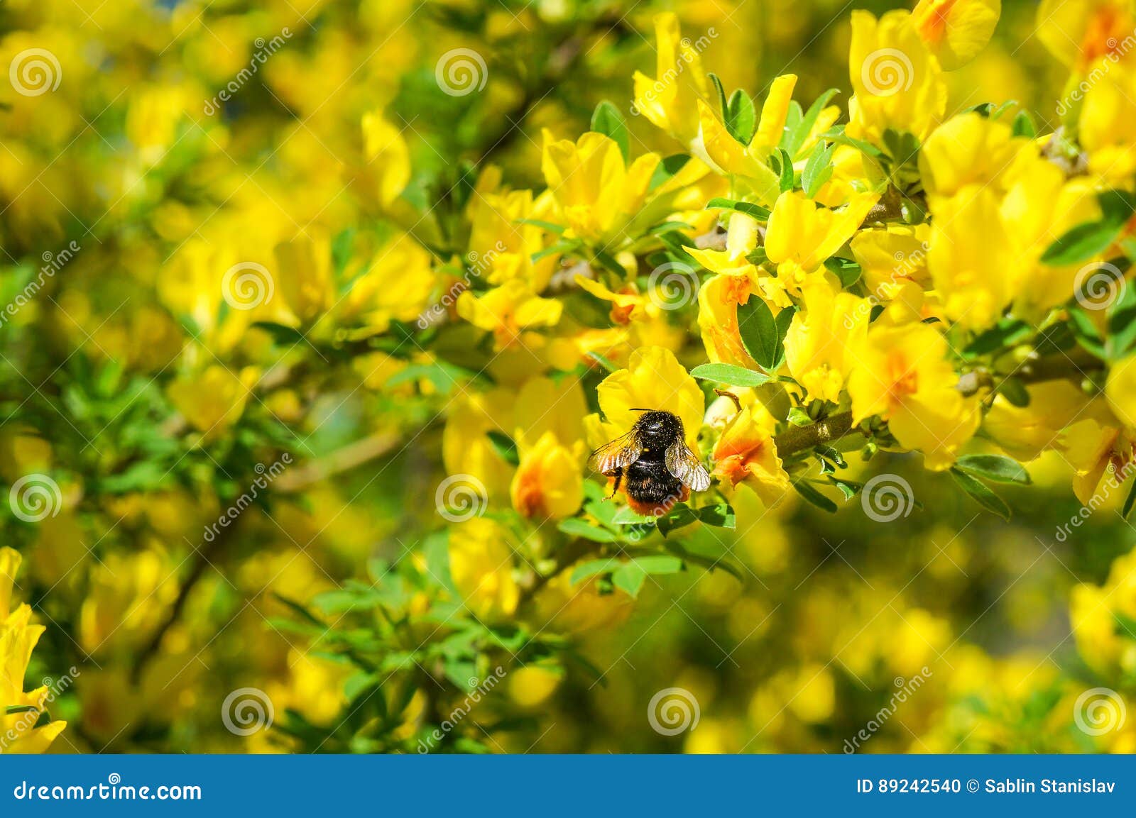 The Genista Blooms in the Spring with the Bee. Stock Photo - Image of ...