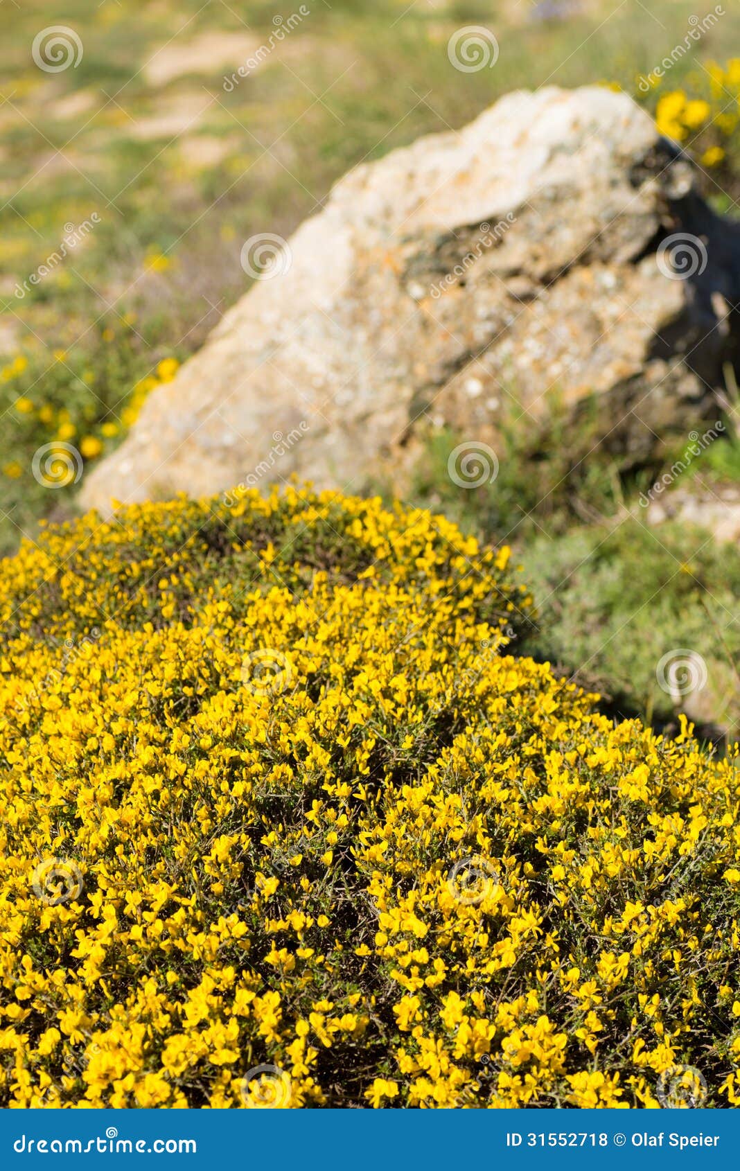 Genista shrub stock photo. Image of flora, vertical, shrub - 31552718