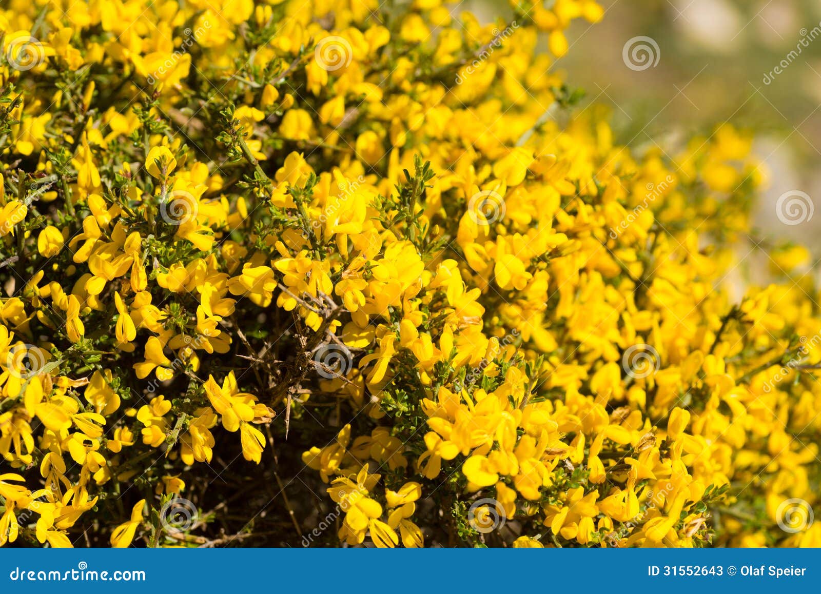 Genista stock image. Image of spring, bush, nature, flowering - 31552643