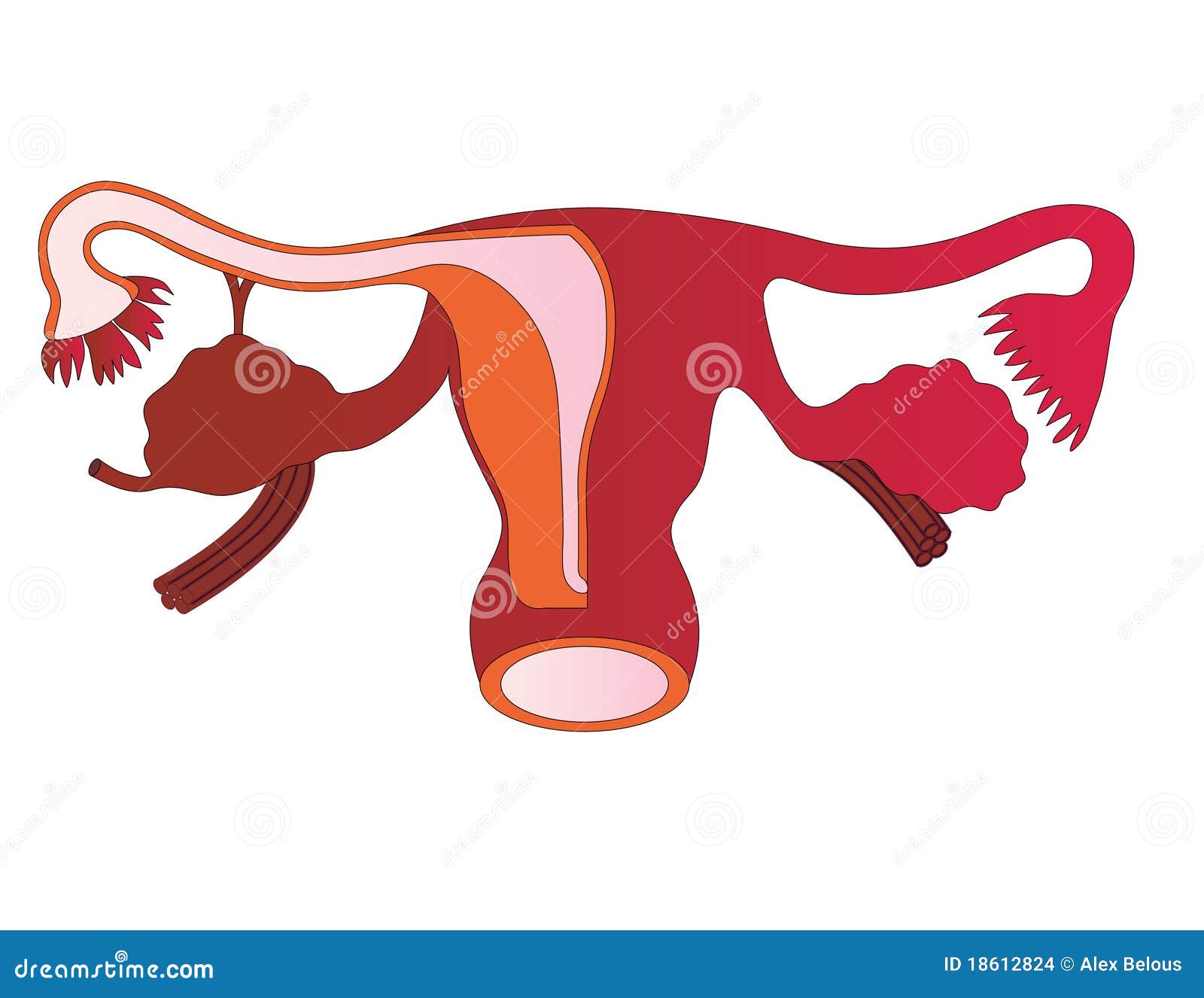 Genitais do vetor ilustração do vetor. Ilustração de reprodutora - 18612824