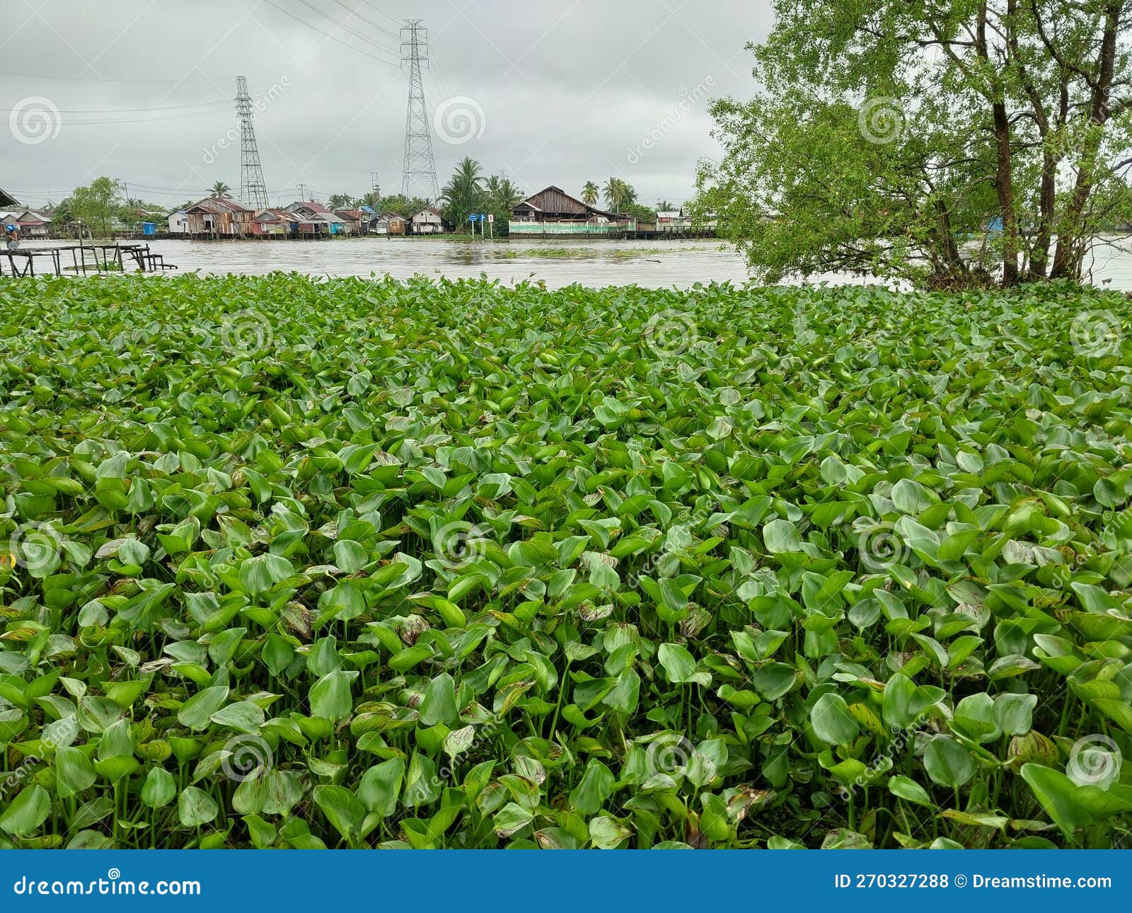 Genjer Plants in the River are Numerous Eceh Gondok Stock Photo - Image ...