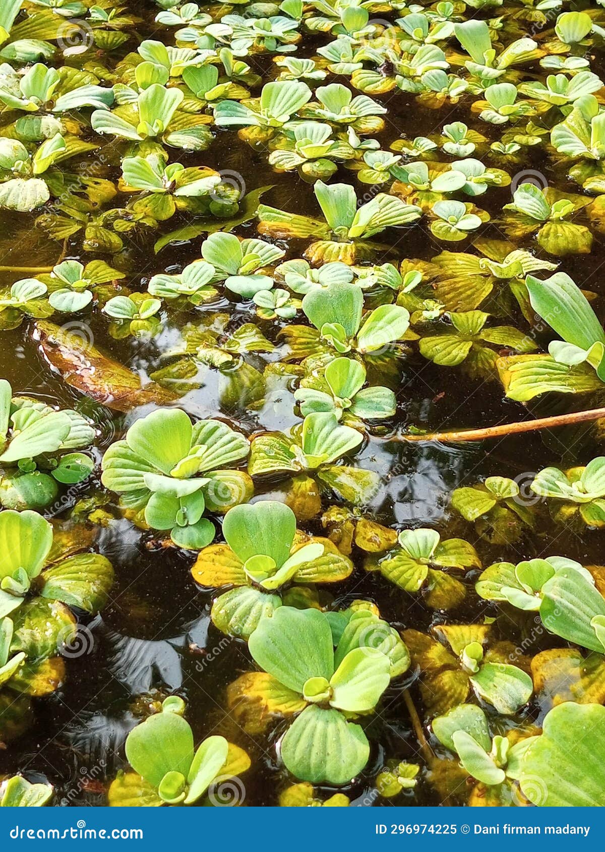 Genjer Plants in the Water Blend with the Moss Stock Image - Image of ...
