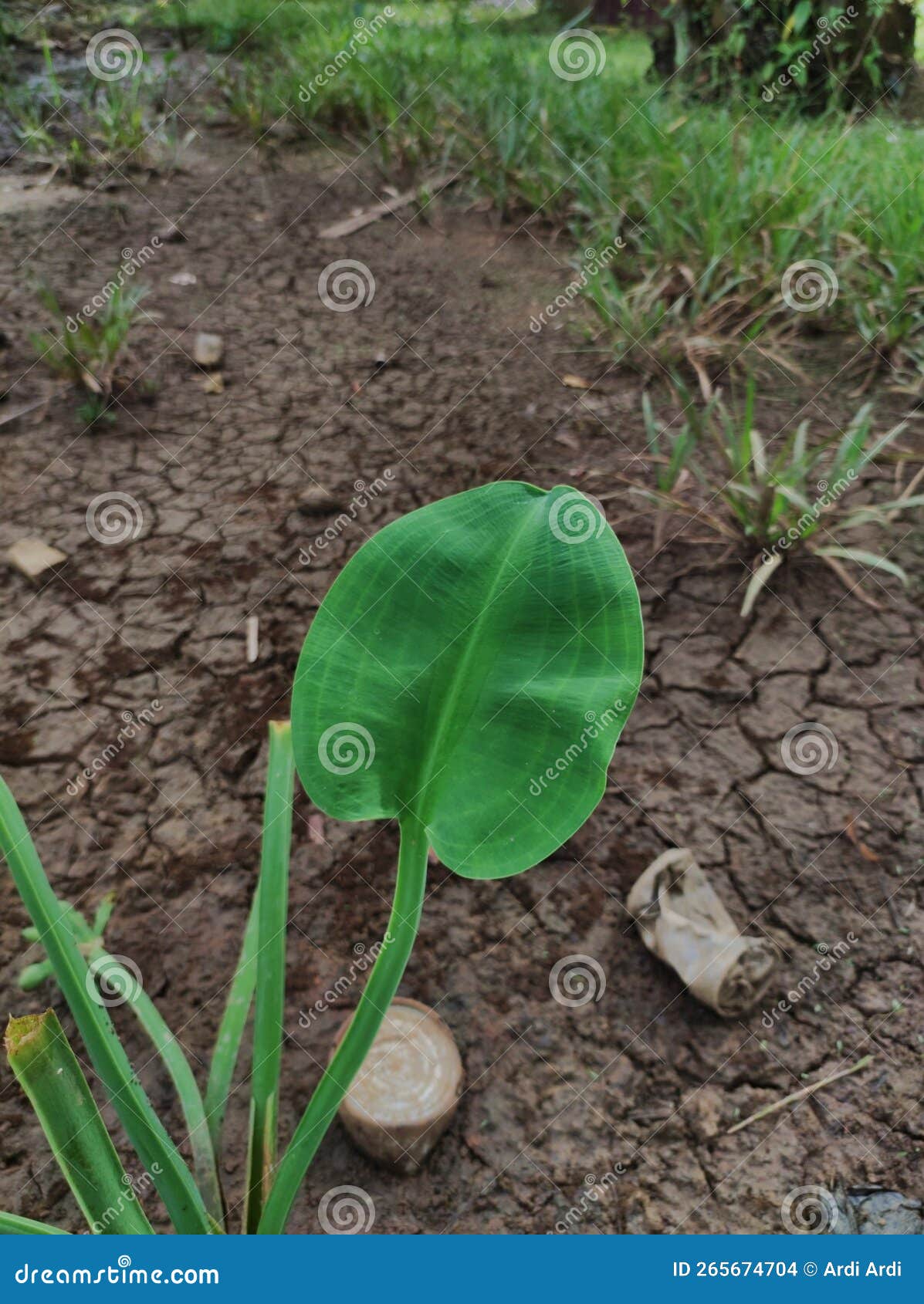 Genjer vegetable plant stock photo. Image of woodland - 265674704