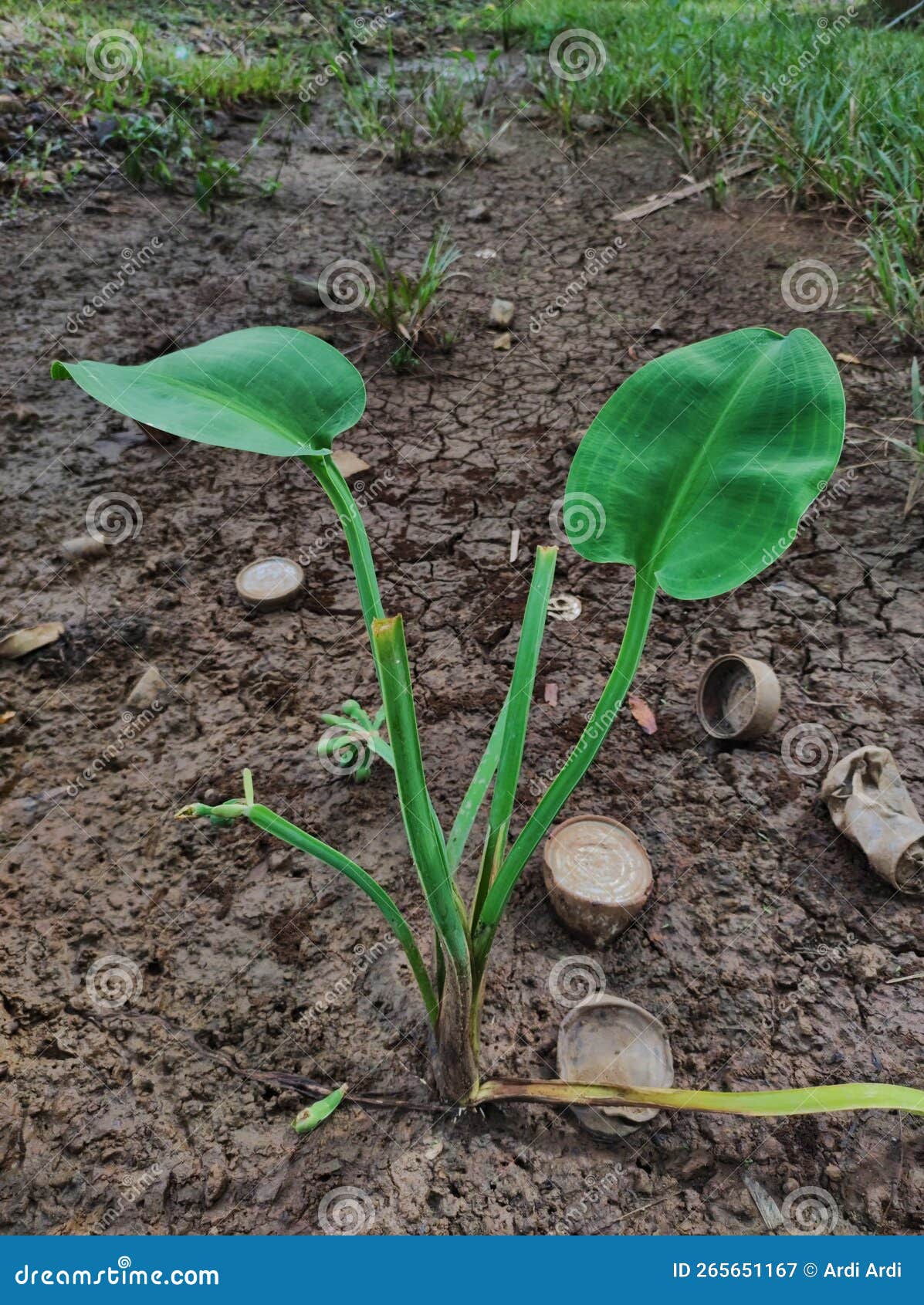 Genjer vegetable plant stock image. Image of healthy - 265651167