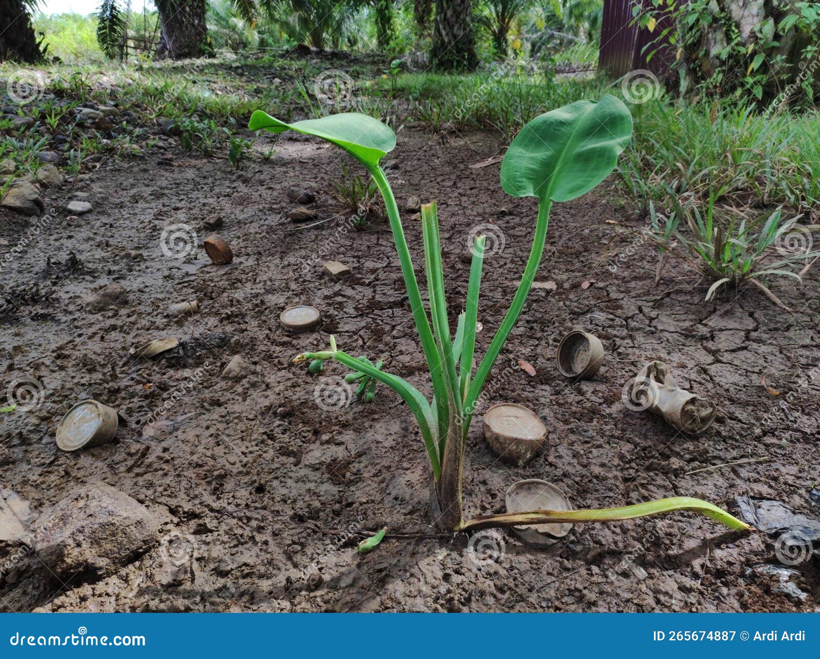 Genjer vegetable plants stock image. Image of nature - 265674887