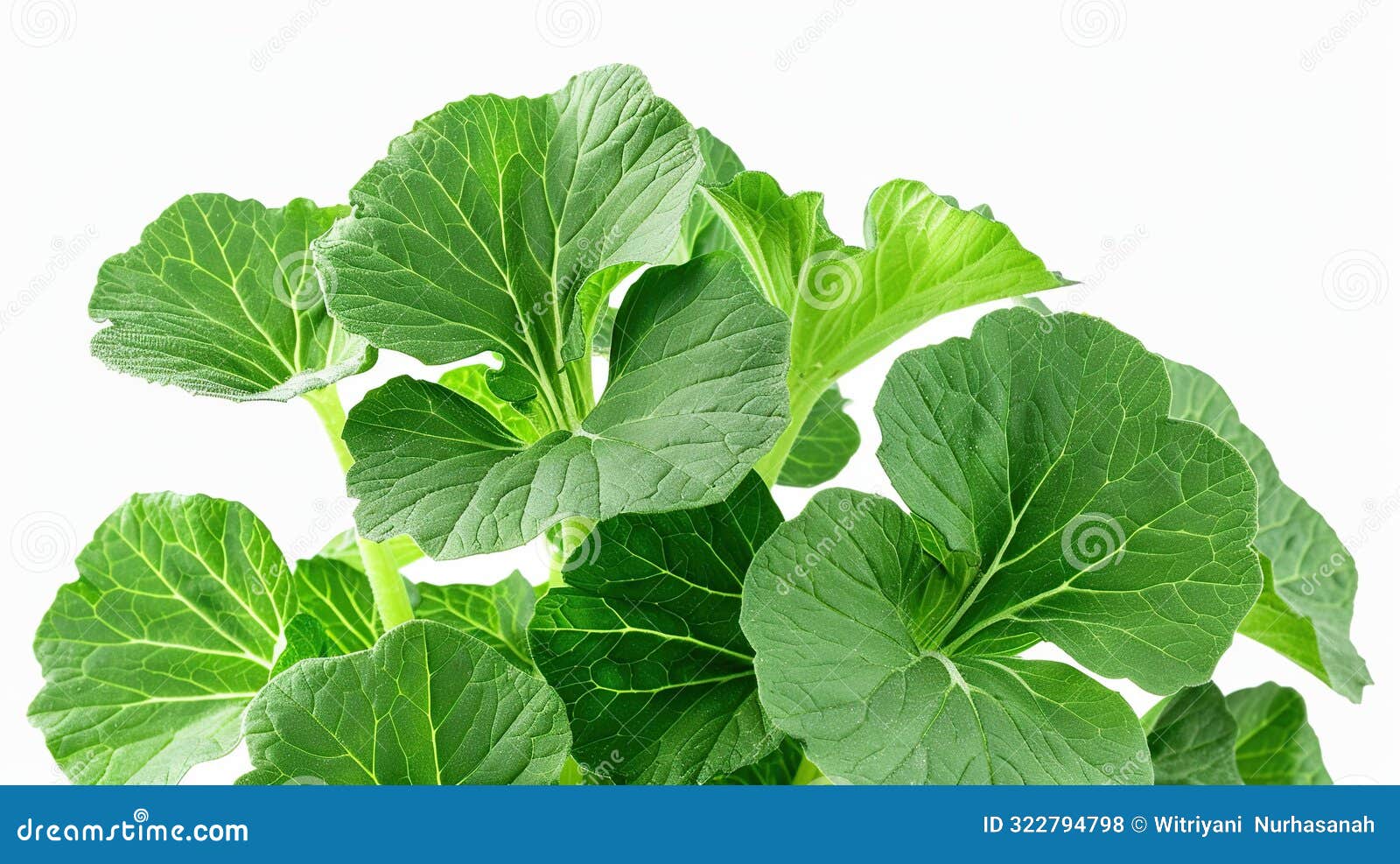 Genjer Vegetable Plants. Genjer Vegetable Leaves are Green on a White ...
