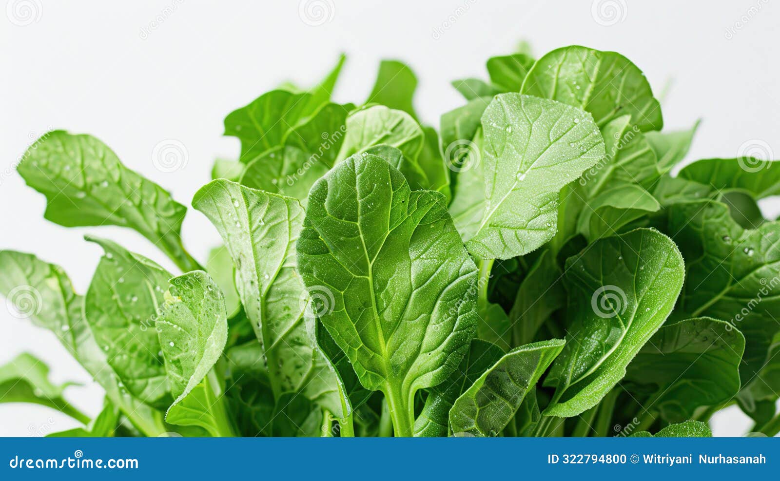 Genjer Vegetable Plants. Genjer Vegetable Leaves are Green on a White ...