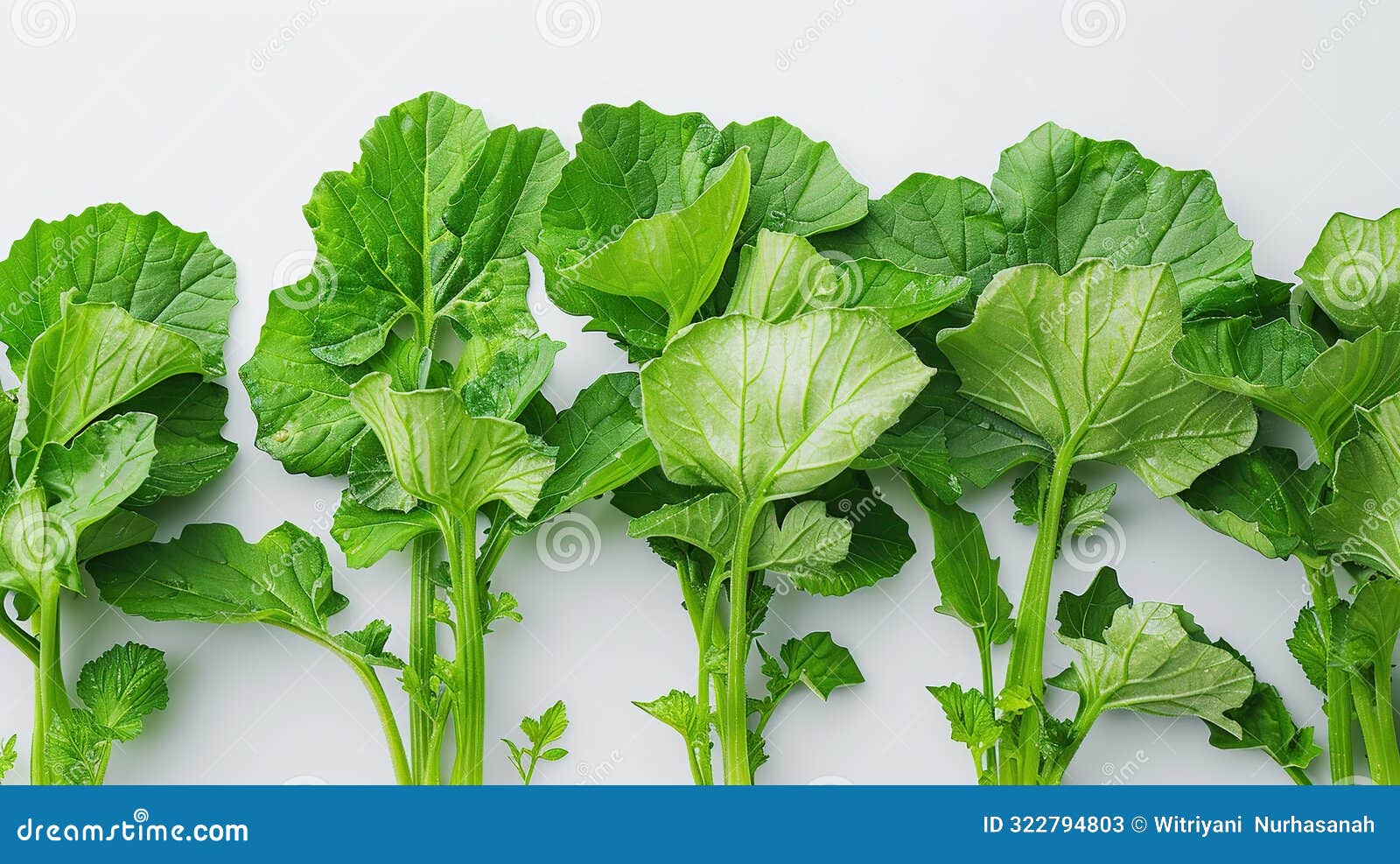 Genjer Vegetable Plants. Genjer Vegetable Leaves are Green on a White ...